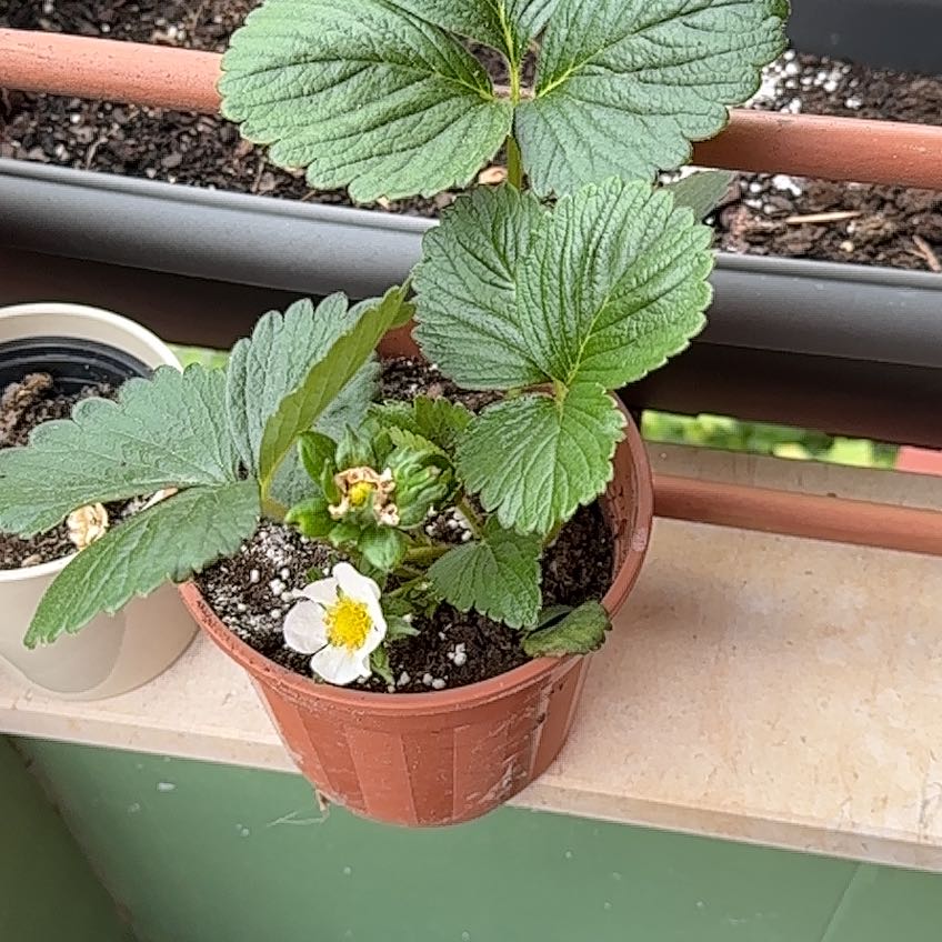 Captain Plant-it | A plant by @IntenseChickory on Greg