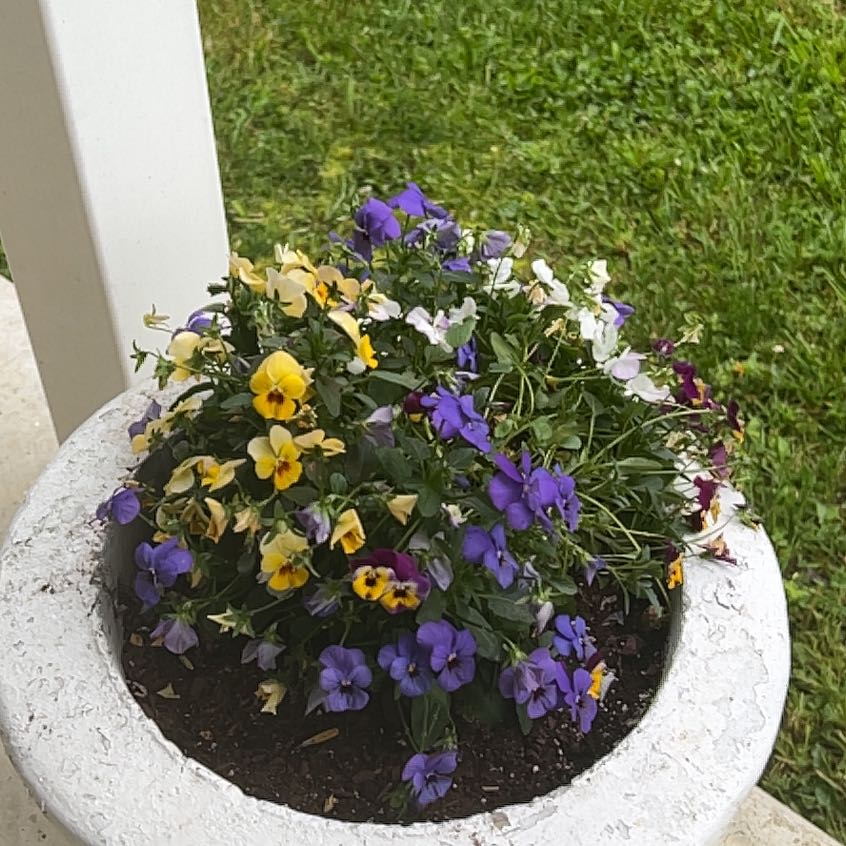 Zeus | A plant by @PolishedTobacco on Greg