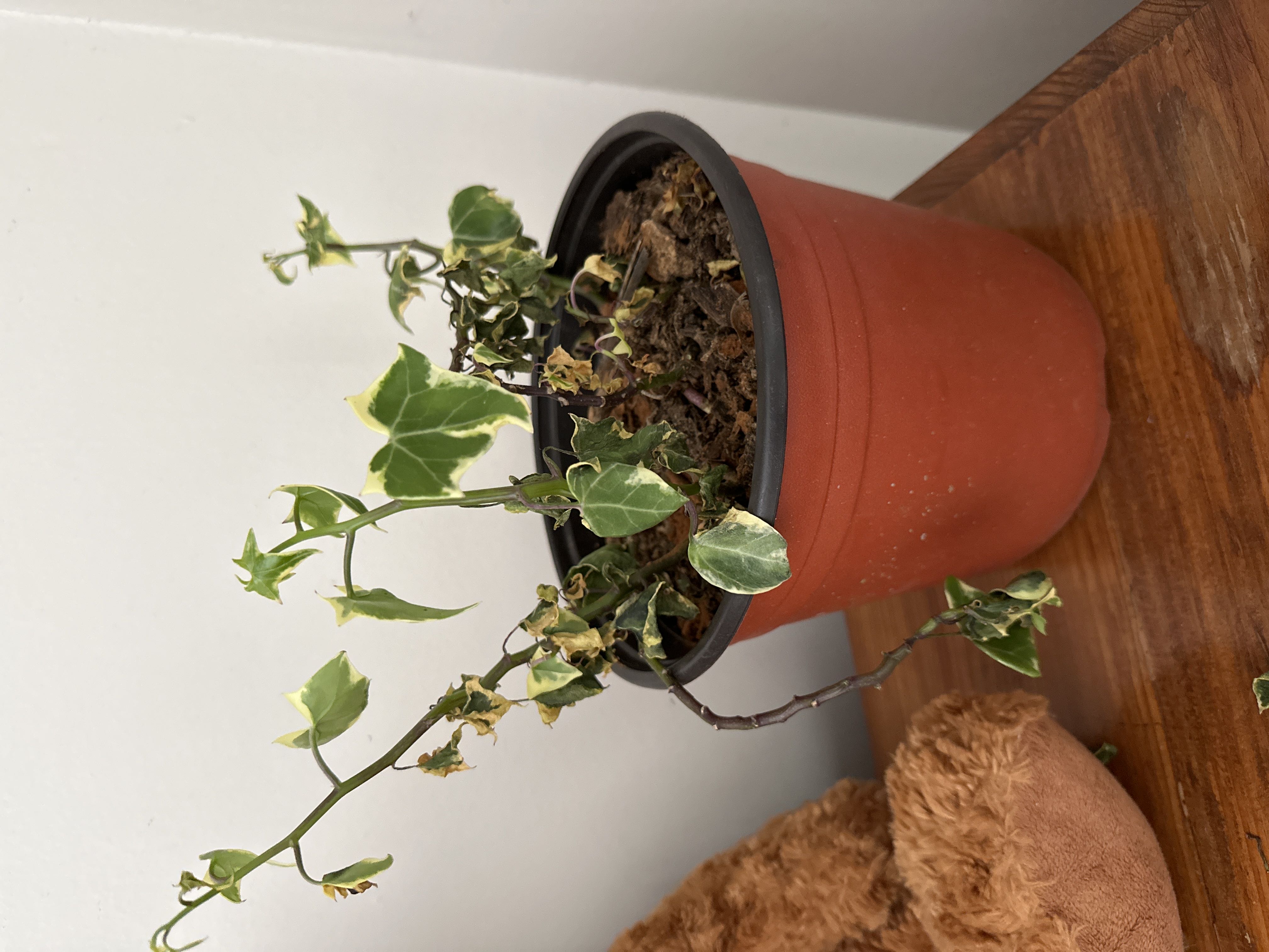 Curly Locks Ivy Plant Care: Water, Light, Nutrients | Greg App 🌱
