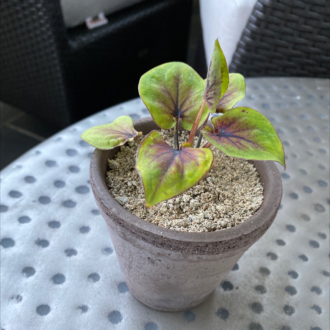 caladium selma Plant Care: Water, Light, Nutrients | Greg App 🌱