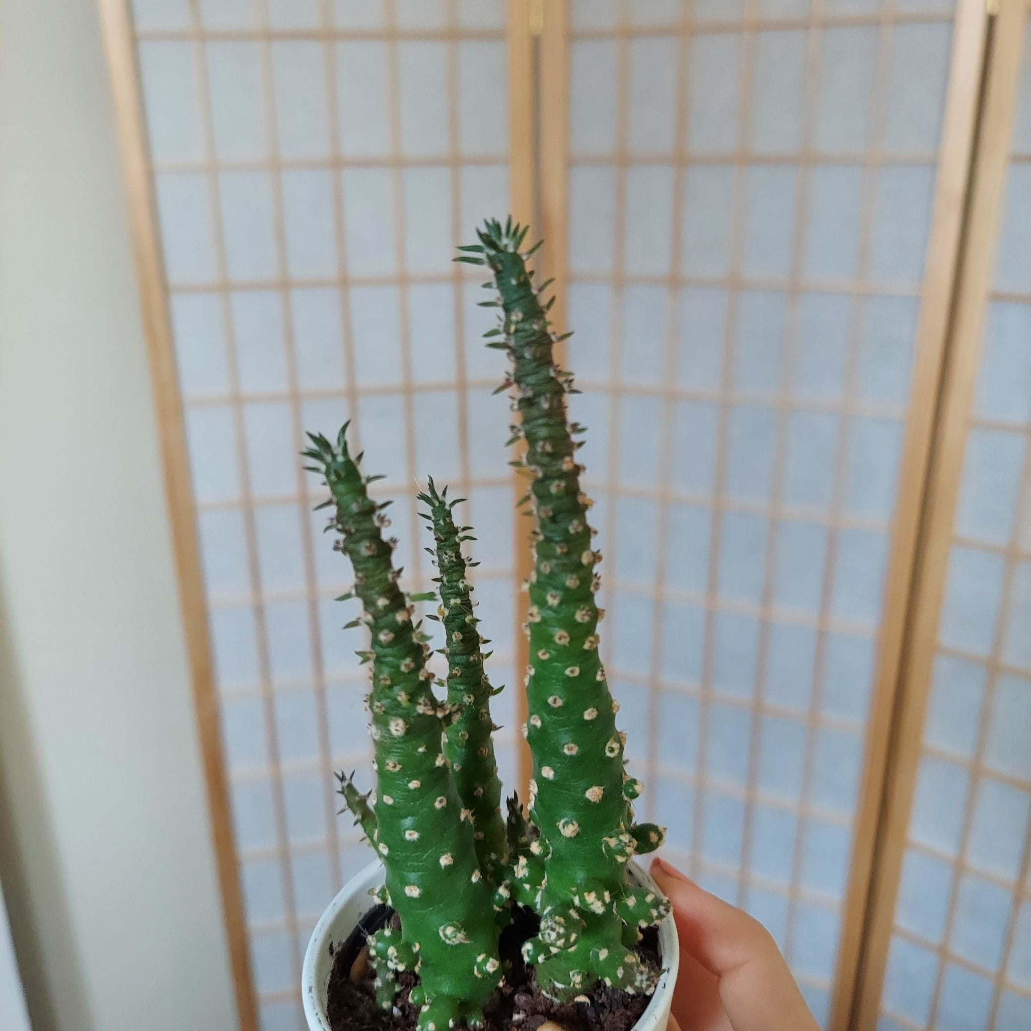 Variegated Eve's Needle Plant Care: Water, Light, Nutrients | Greg App 🌱