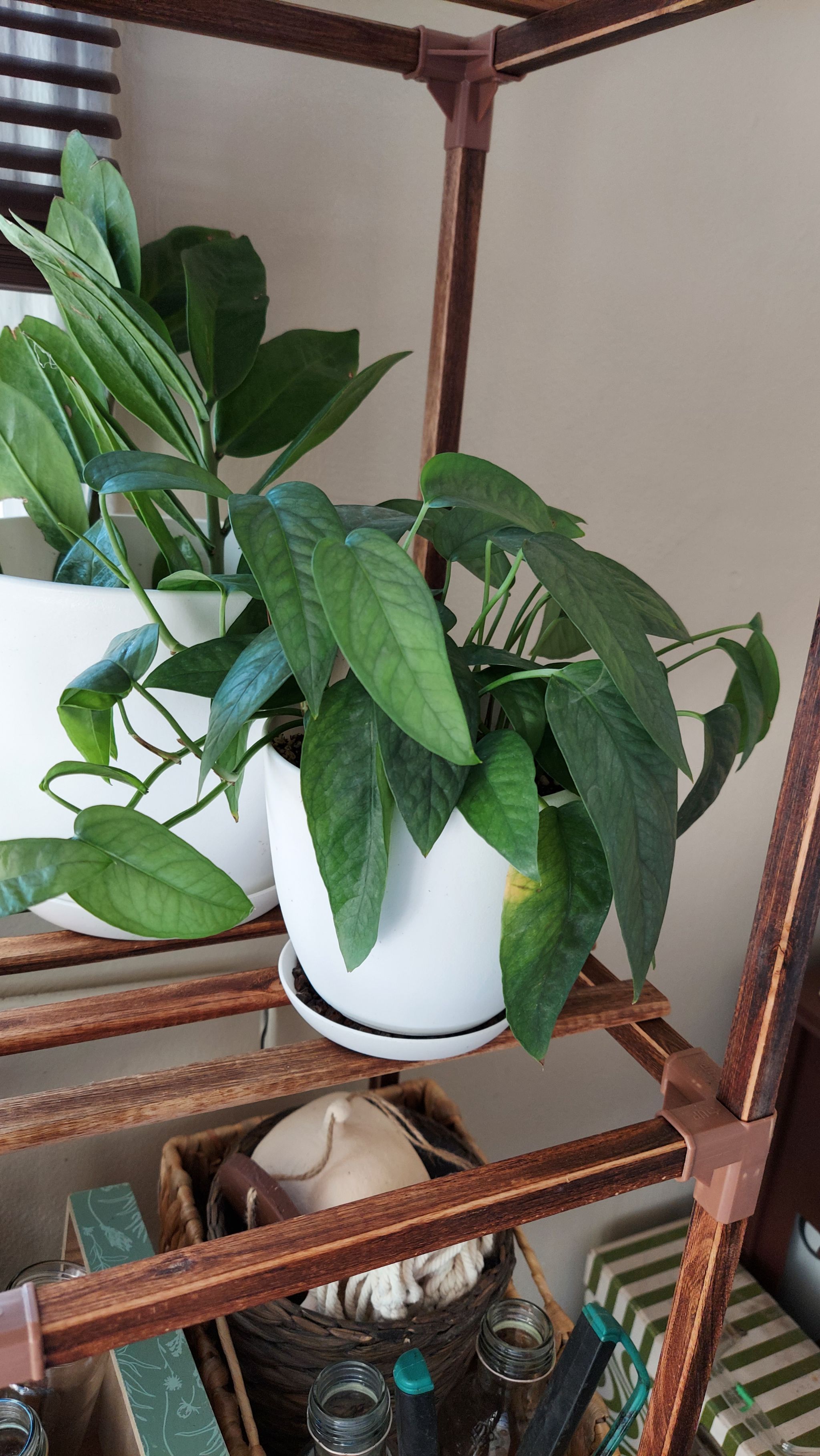 Keep Your Cebu Blue Pothos Alive: Light, Water & Care Instructions