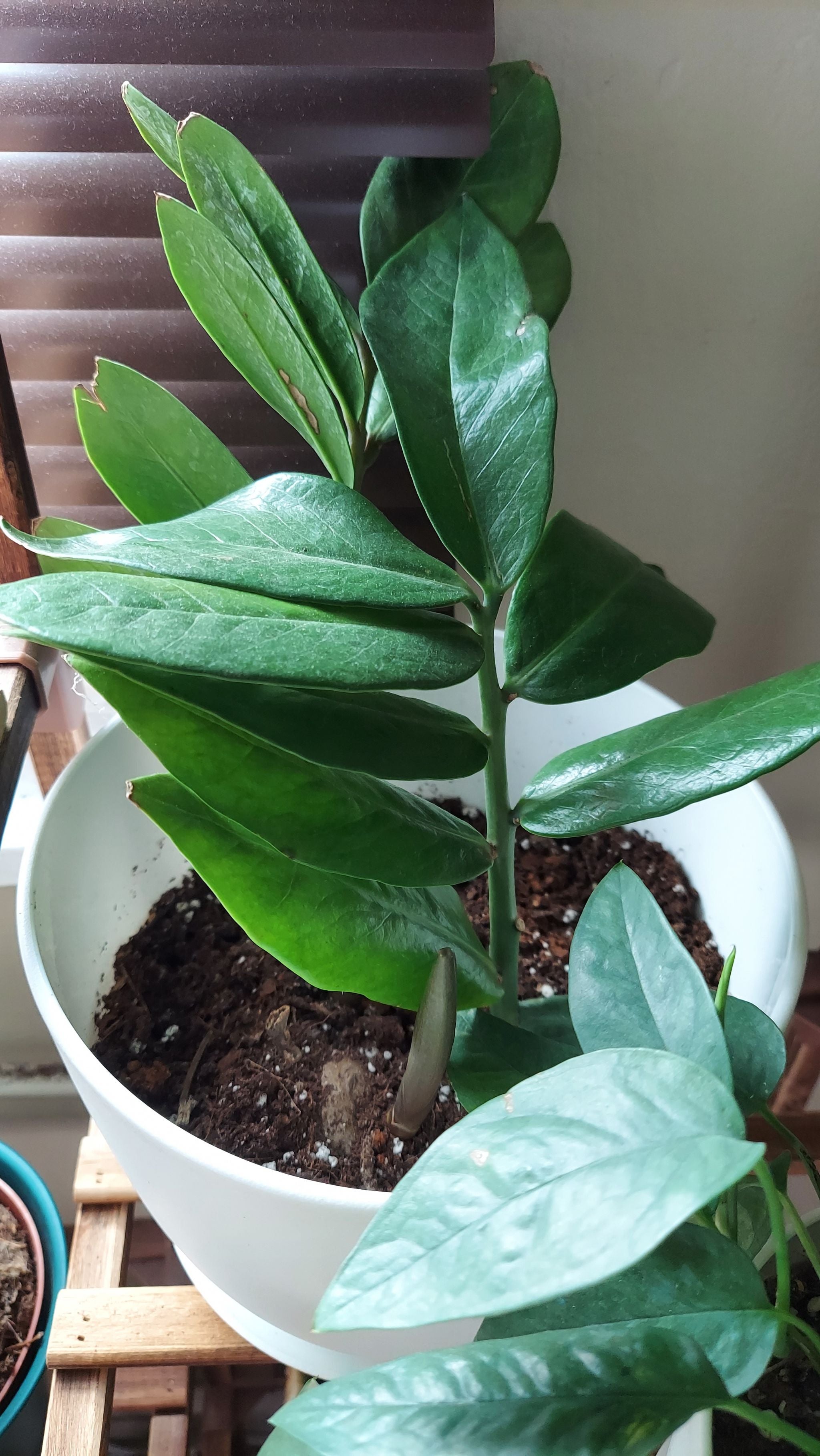 ZZ Plant Care 101: Water, Light & Growing Tips