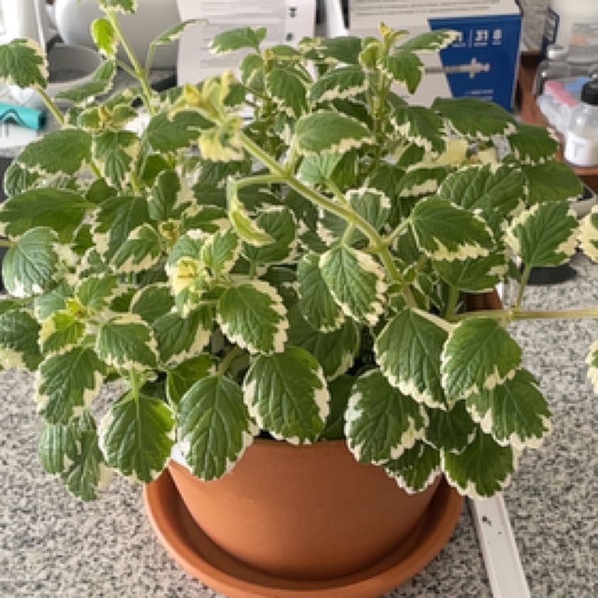 Personalized Iboza Vine Care: Water, Light, Nutrients | Greg App