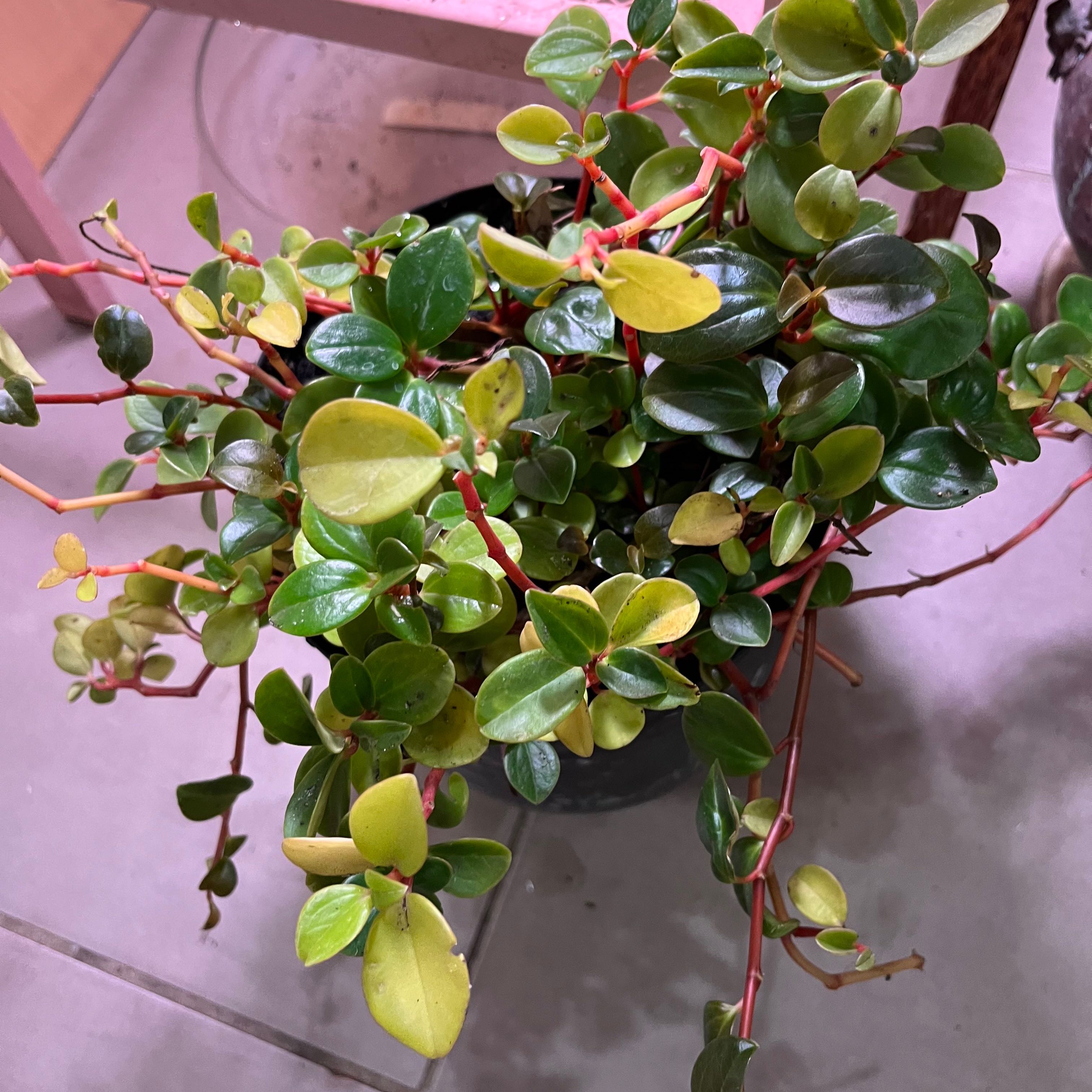 Why Are the Leaves on My Low Peperomia Turning Yellow?