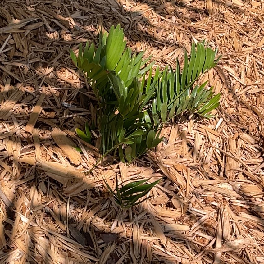 Propagating Your Coontie Cycad: Step-by-Step Guide