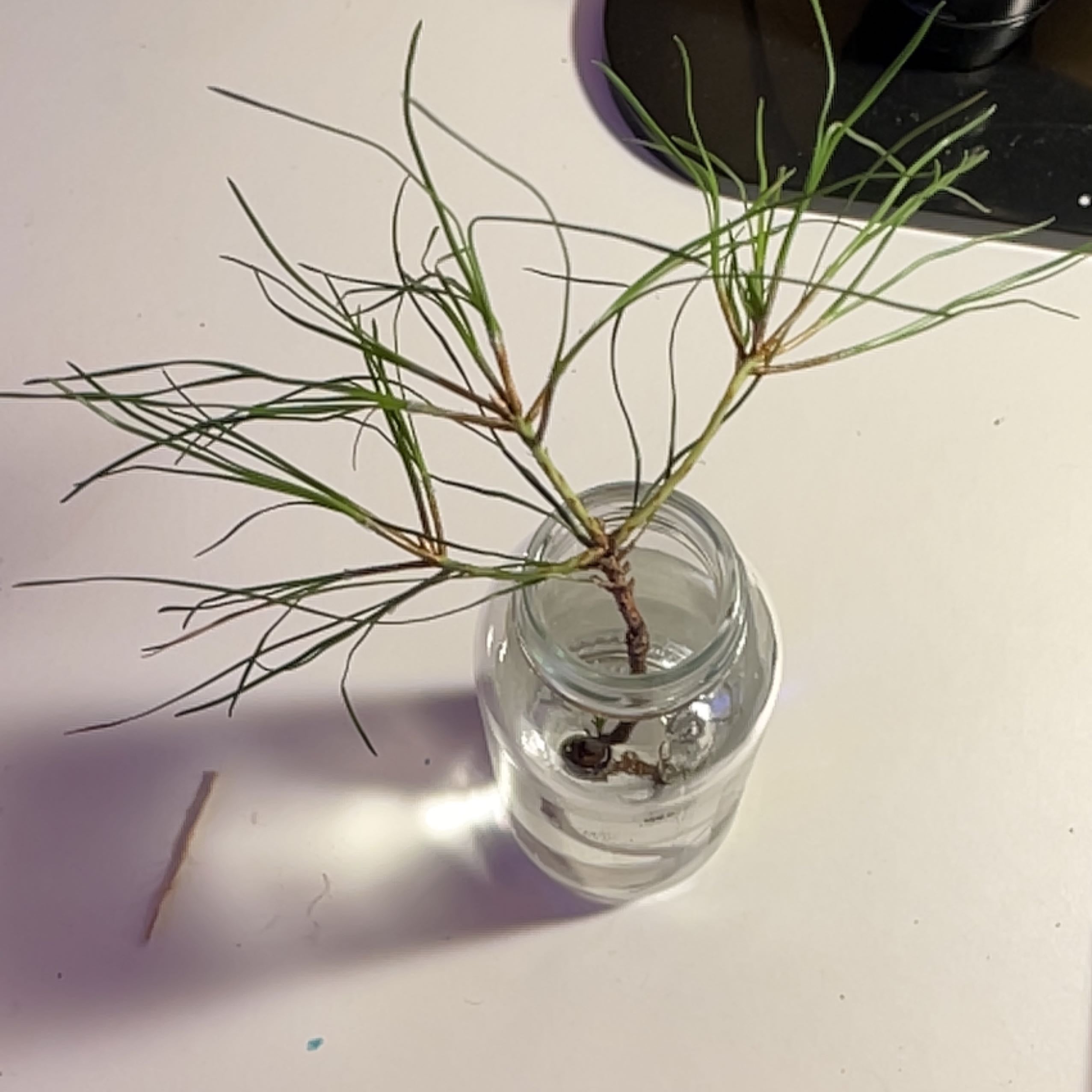 How Do I Fix eastern white pine root rot?