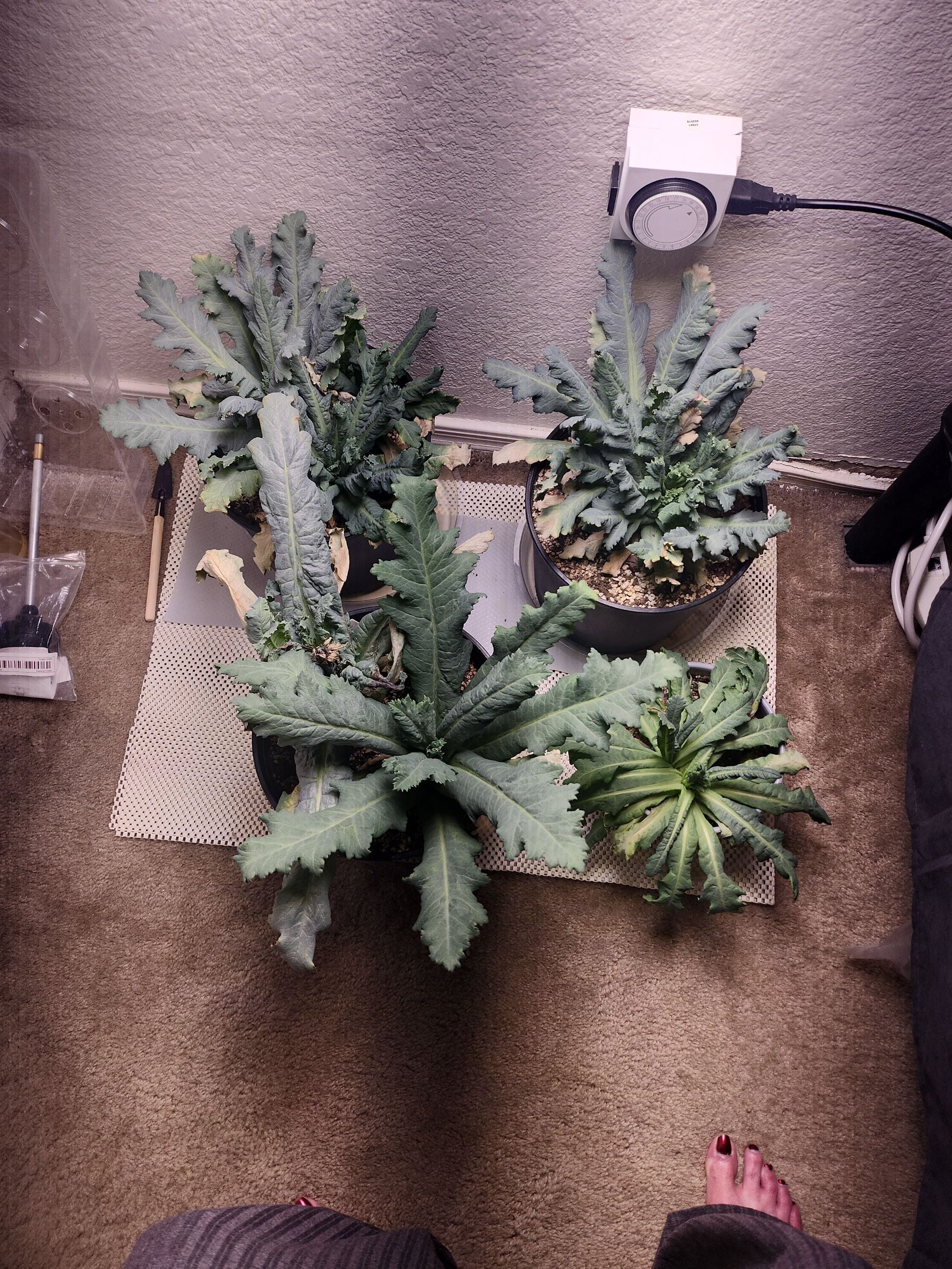 🌸 Common Poppy Problems and Solutions