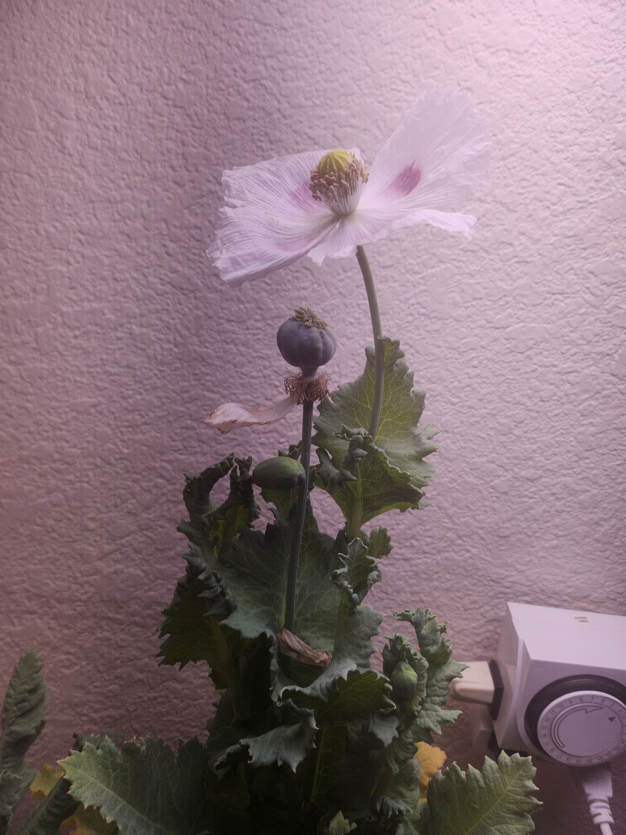 Everything You Need to Know About Pollinating Poppies 🐝