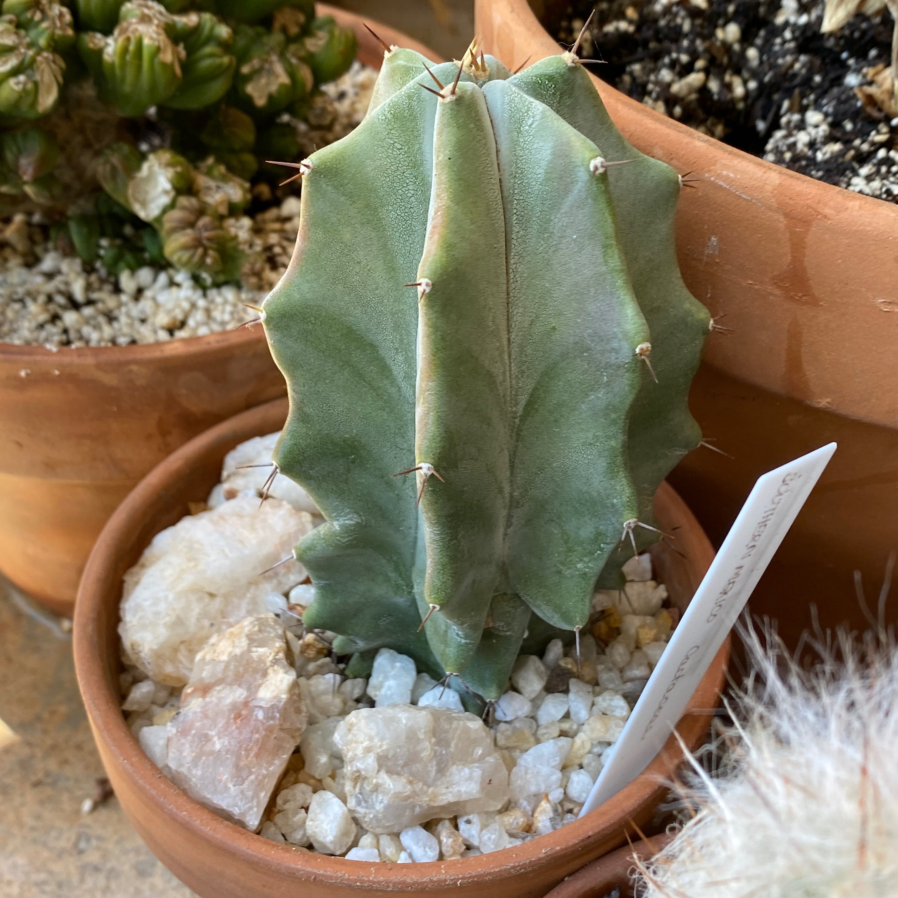 Propagating Your Gray Ghost Organ Pipe: Step-by-Step Guide