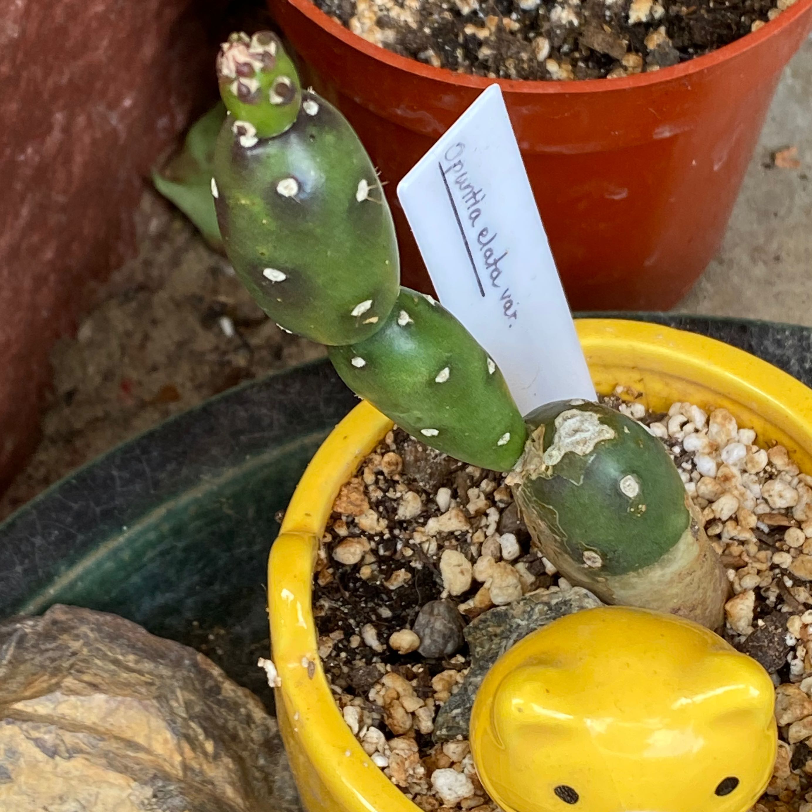 Personalized Angel Wings Cactus Care: Water, Light, Nutrients | Greg App