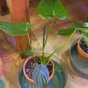 Philodendron eximium Plant Care: Water, Light, Nutrients | Greg App 🌱