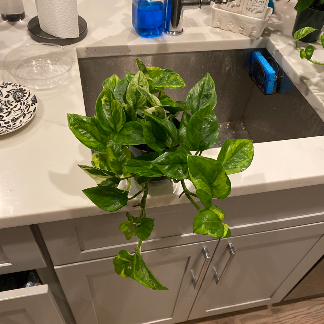 Lizard Queen | A plant by @ZealSedum on Greg