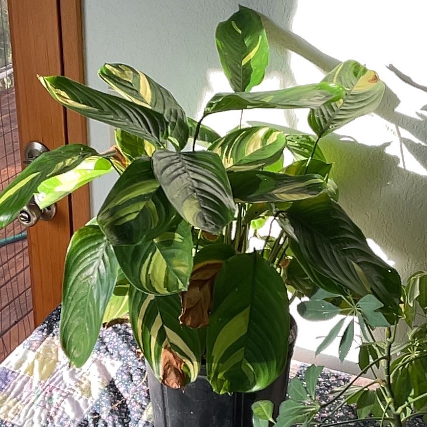 Kobe | A plant by @ClassicalOricad on Greg