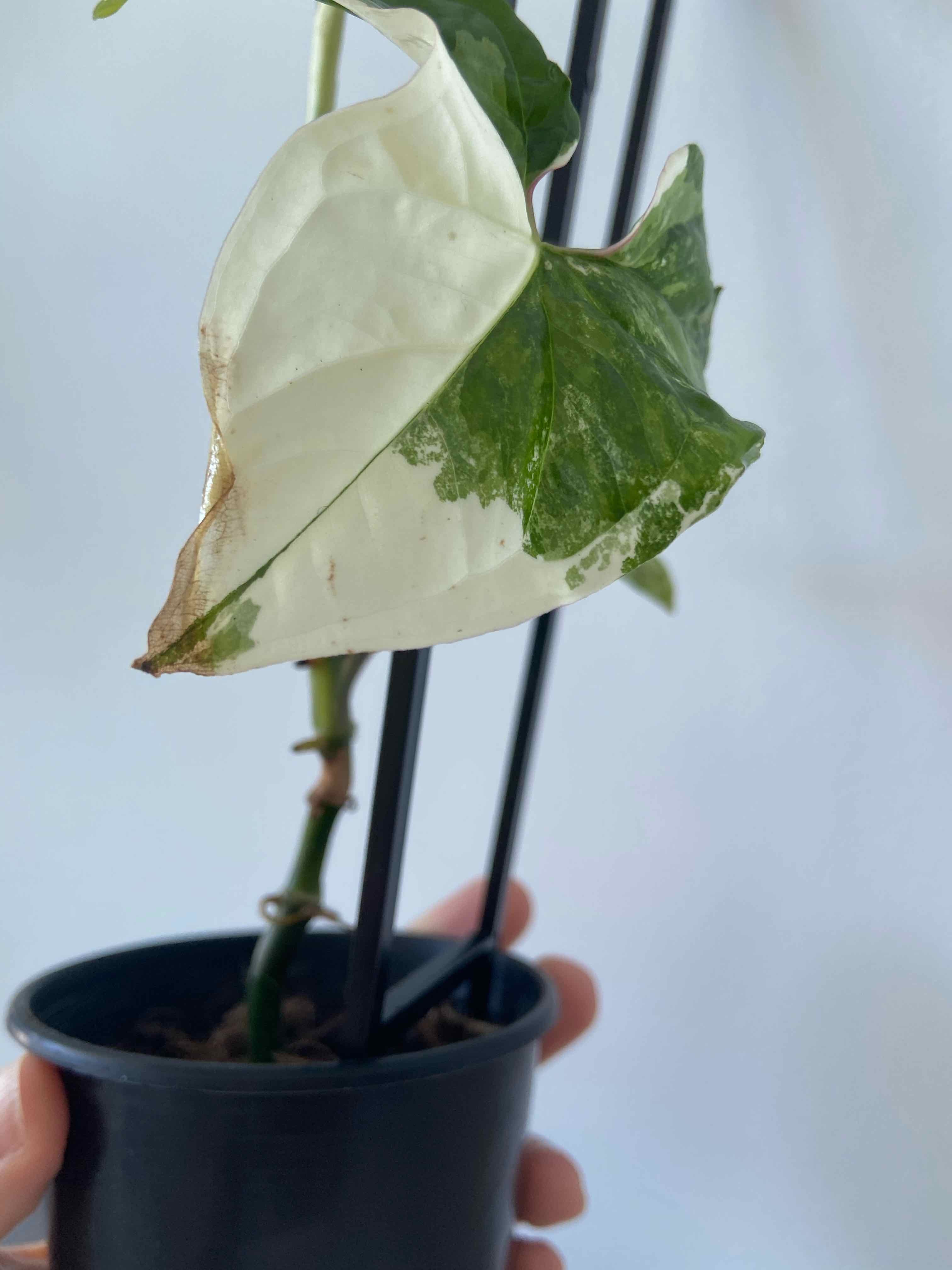 ️ How Do I Propagate My Variegated Arrowhead Vine?