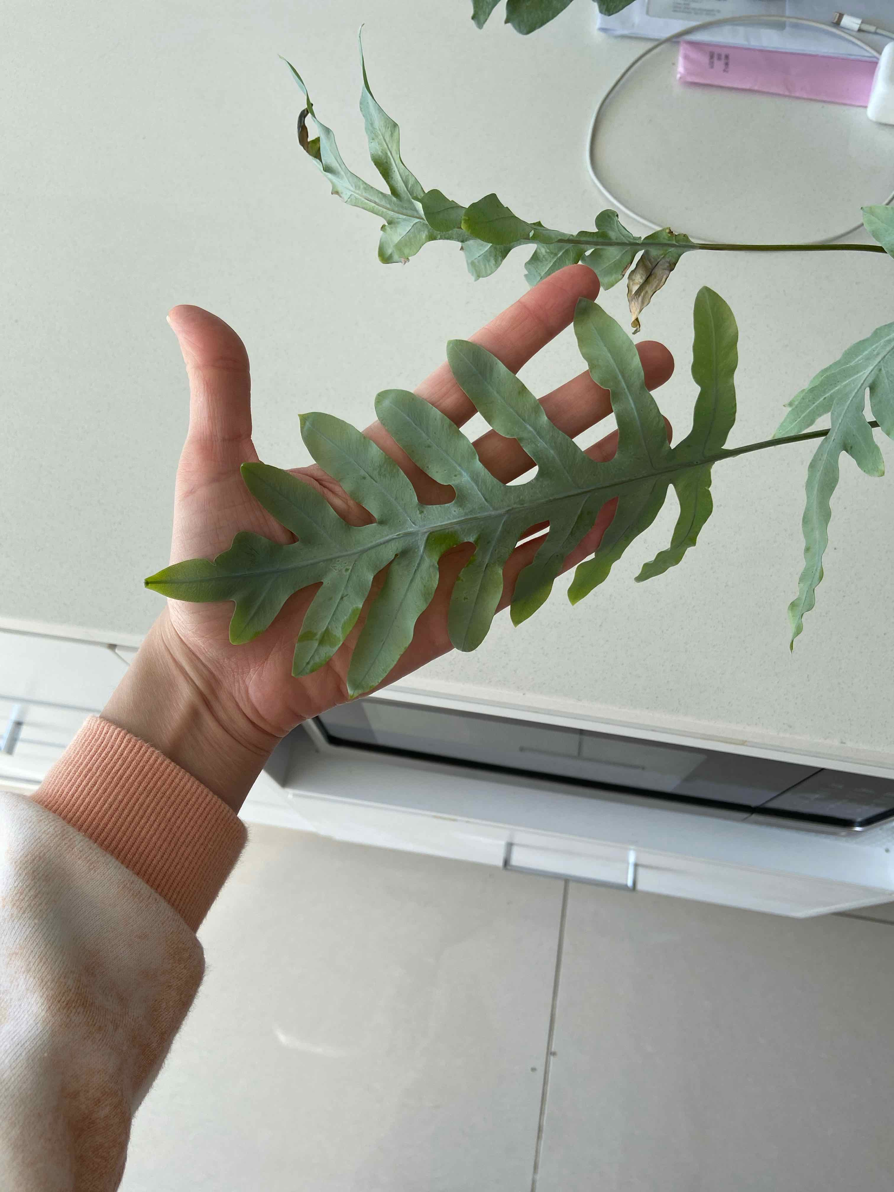 🐇 How To Propagate Your Rabbit's Foot Fern