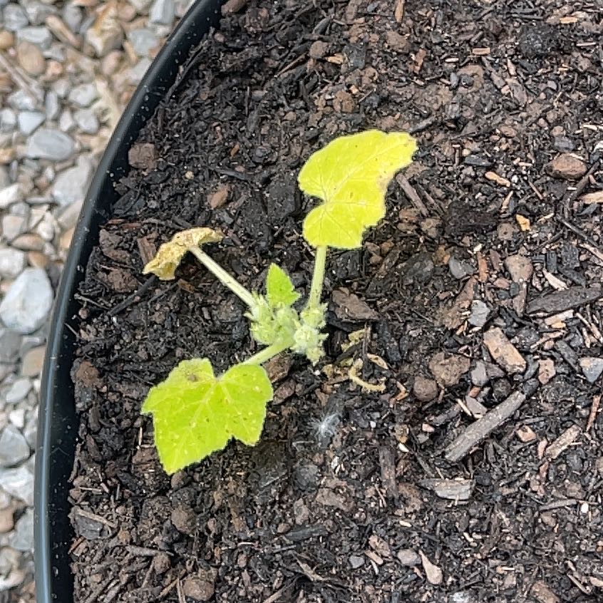 Queen | A plant by @GleefulCobnut on Greg