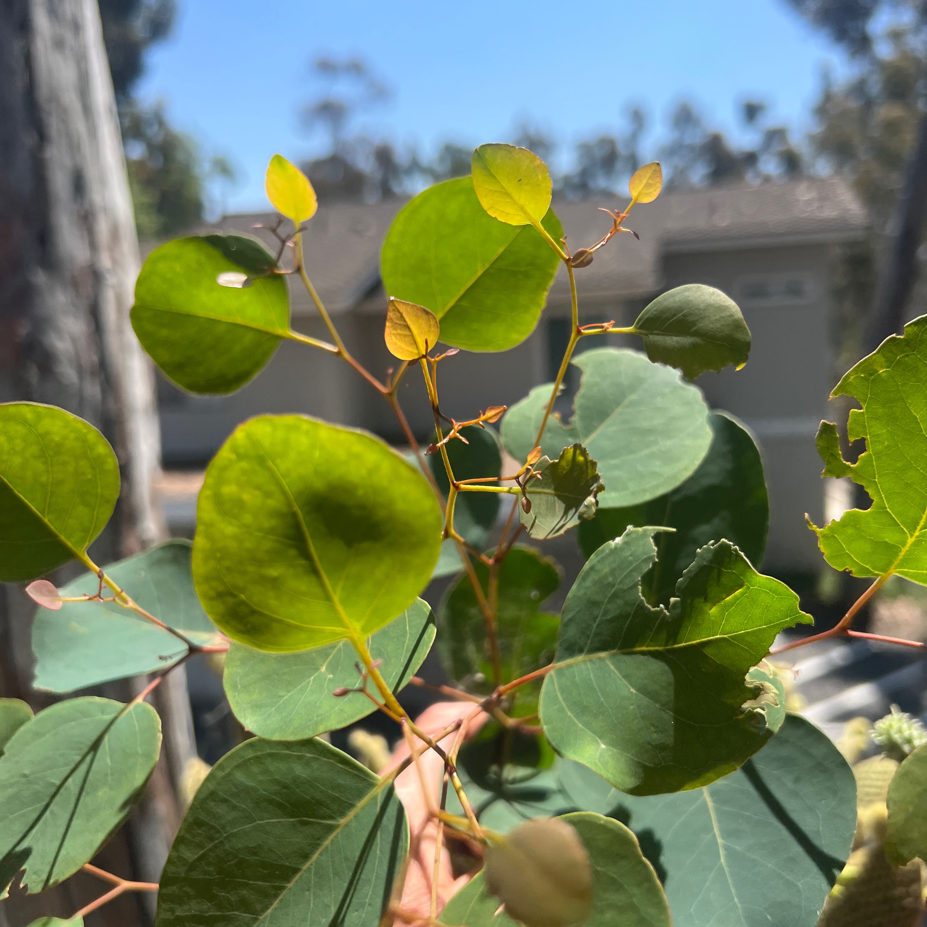 Personalized Redbox Care: Water, Light, Nutrients | Greg App