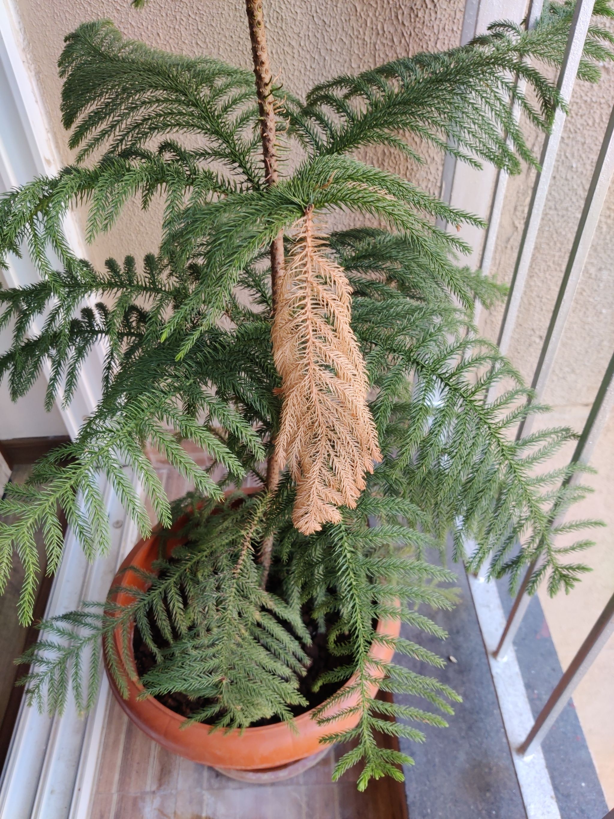 How To Propagate Your Norfolk Island Pine