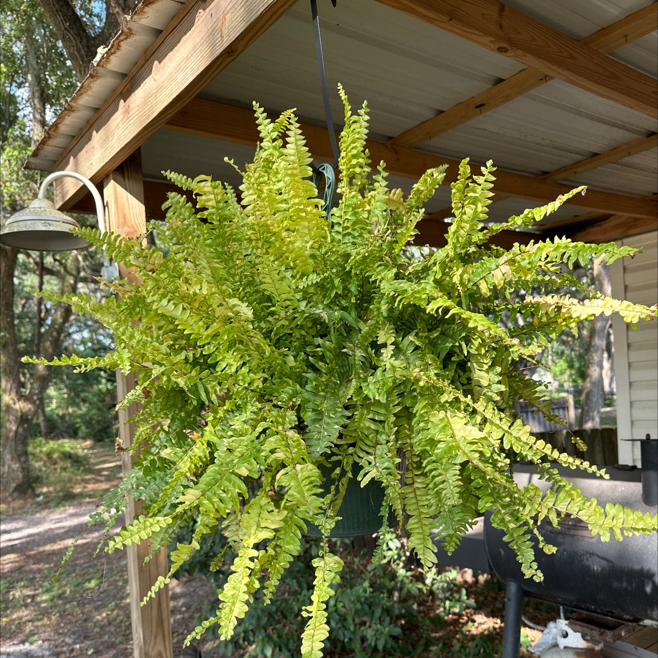 🐅 Light Requirements For Your Tiger Fern