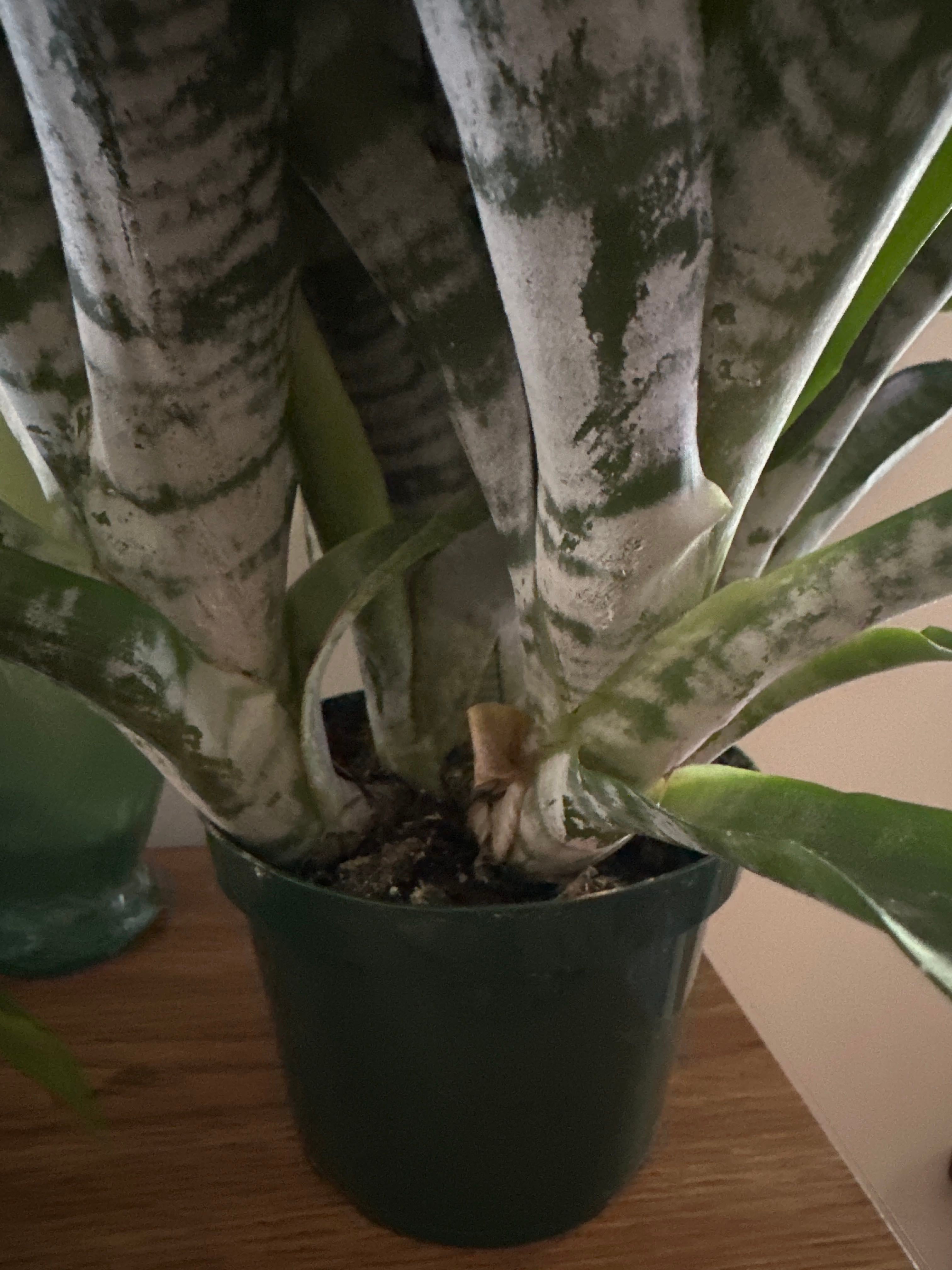 How to Care for Matchstick bromeliad: Mastering Water, Sunlight & More