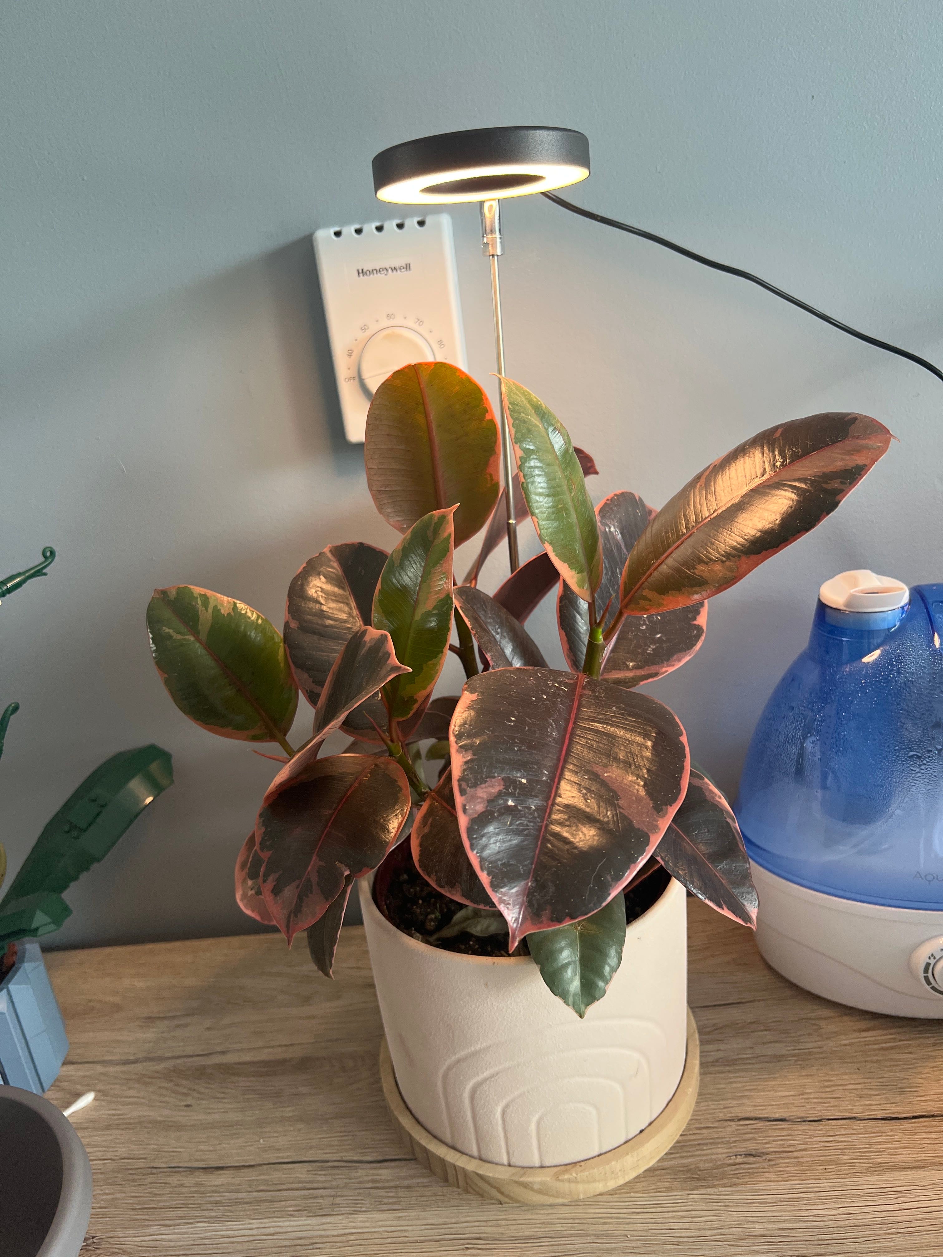 Ficus 'Ruby' Plant Care: Water, Light, Nutrients | Greg App 🌱