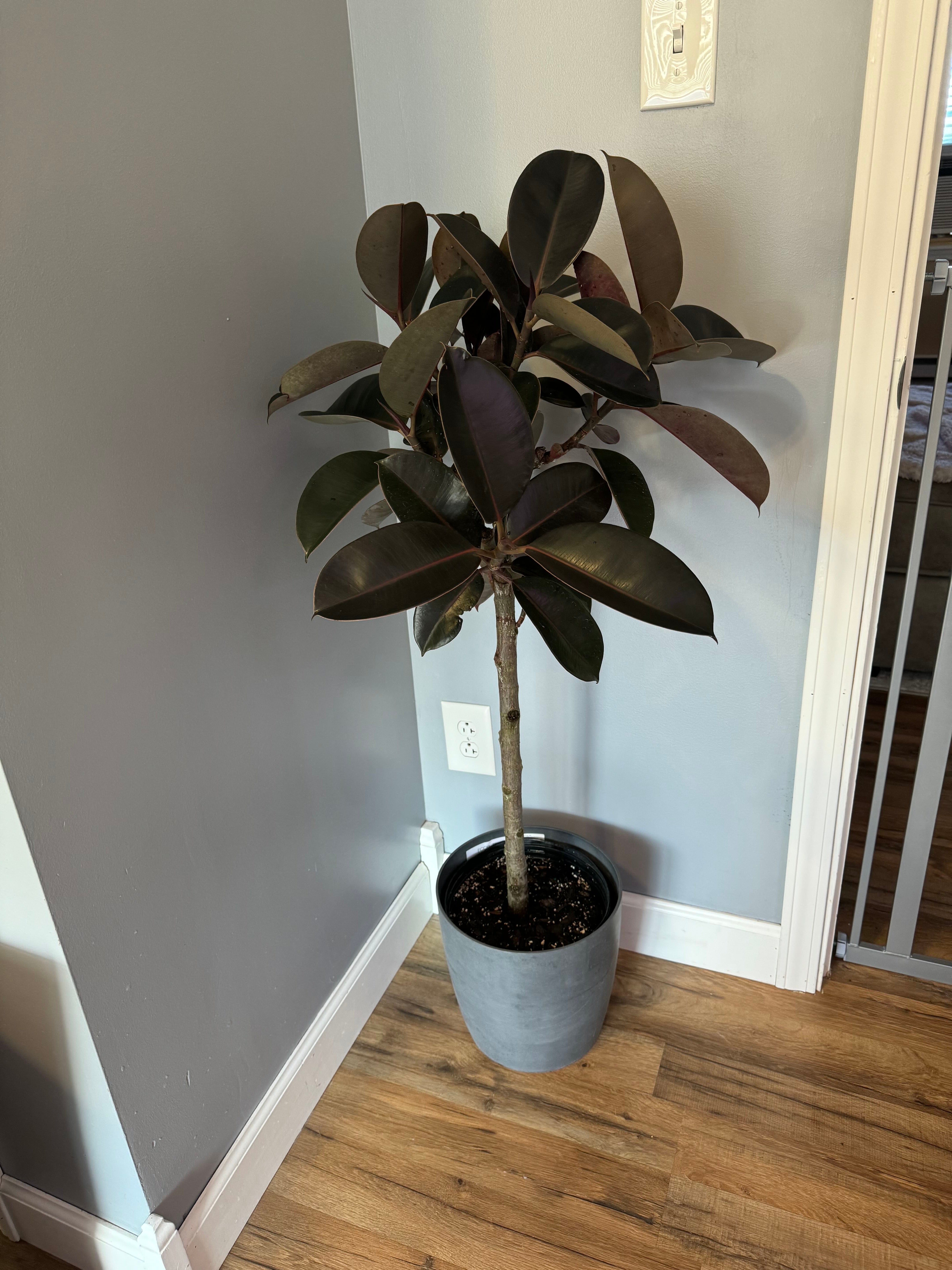 What Are The Bugs on My Rubber Plant? 🐛