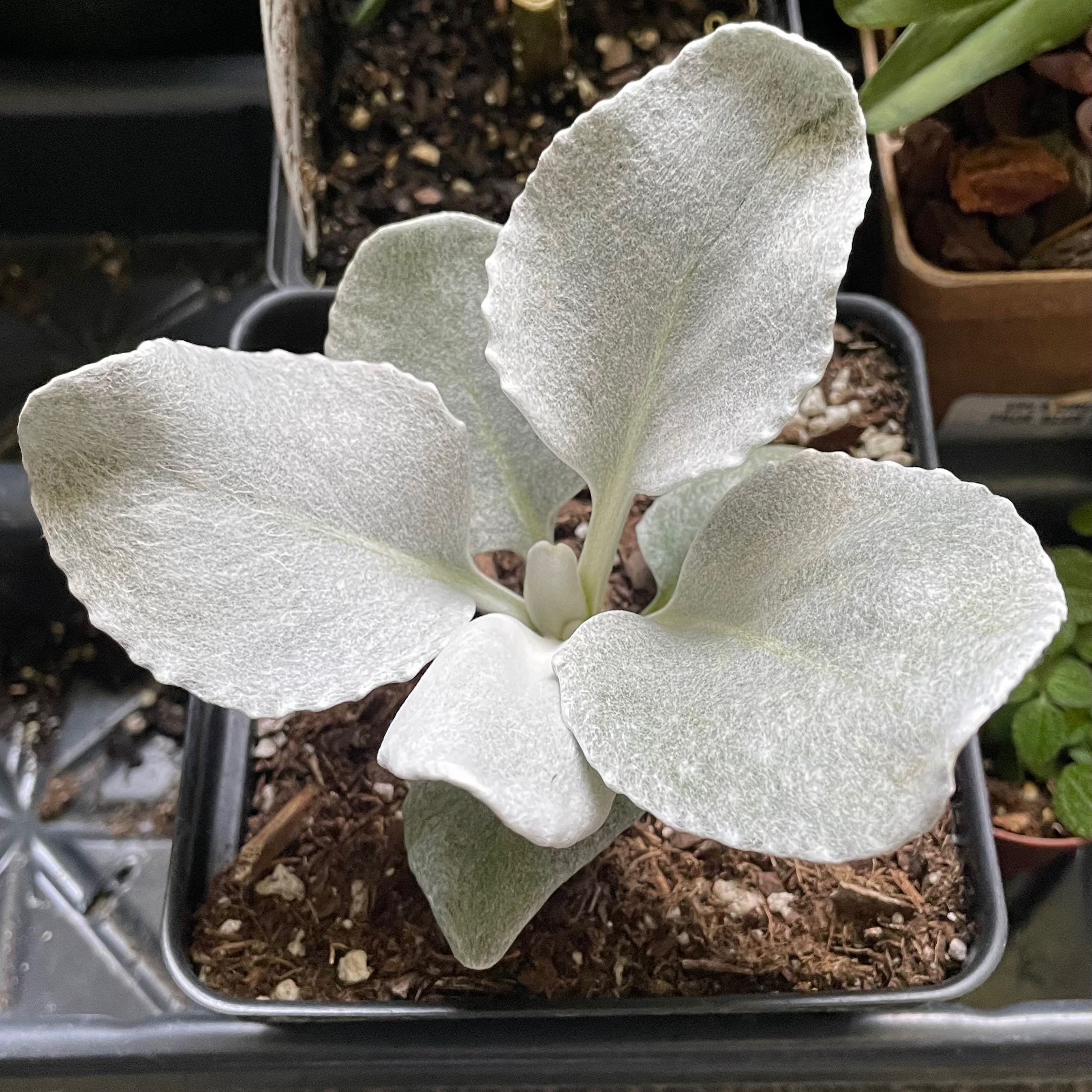 Propagating Angel Wings Senecio: The Ultimate Guide