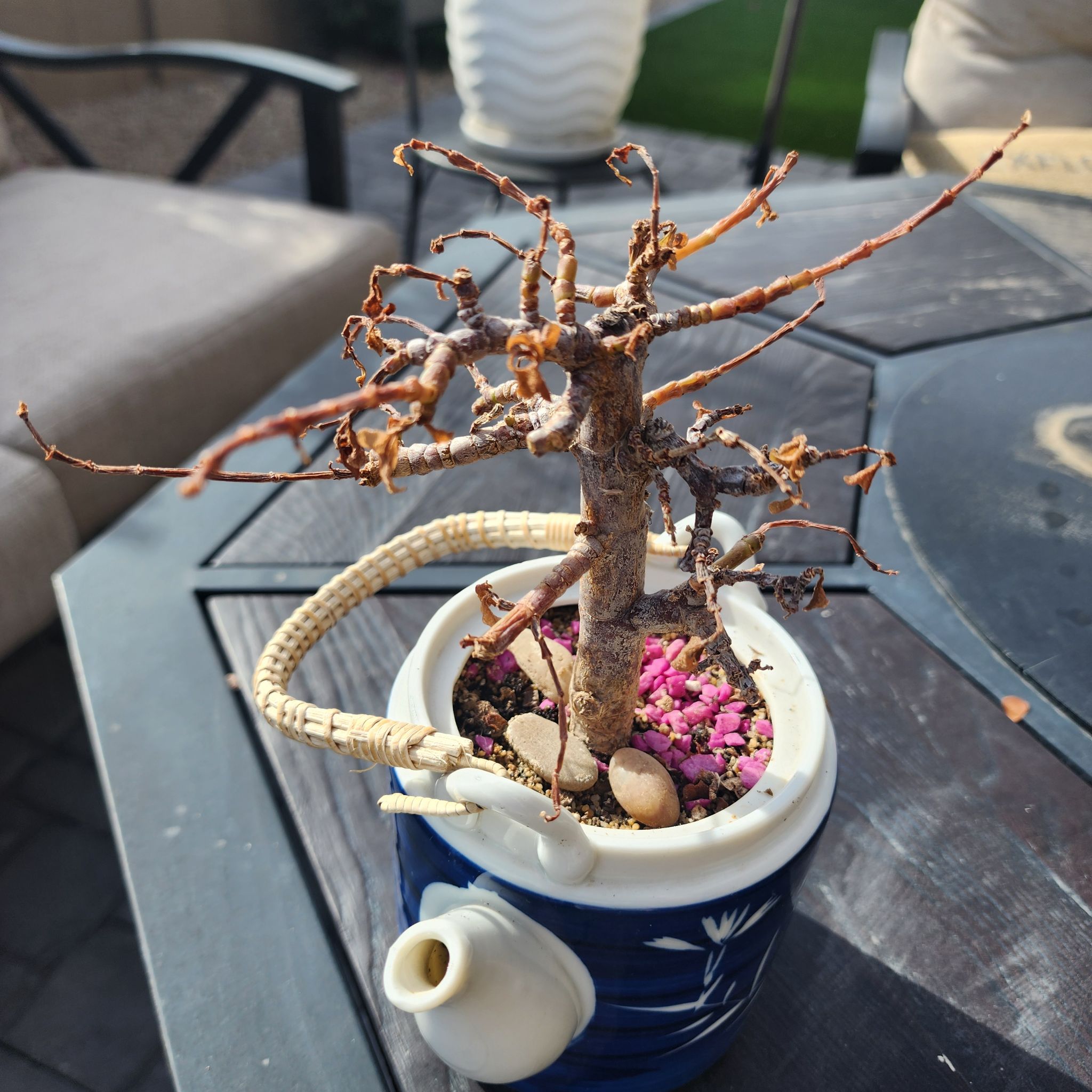 Portulacaria afra 'Topiary Tree Single Stem' Plant Care: Water, Light ...