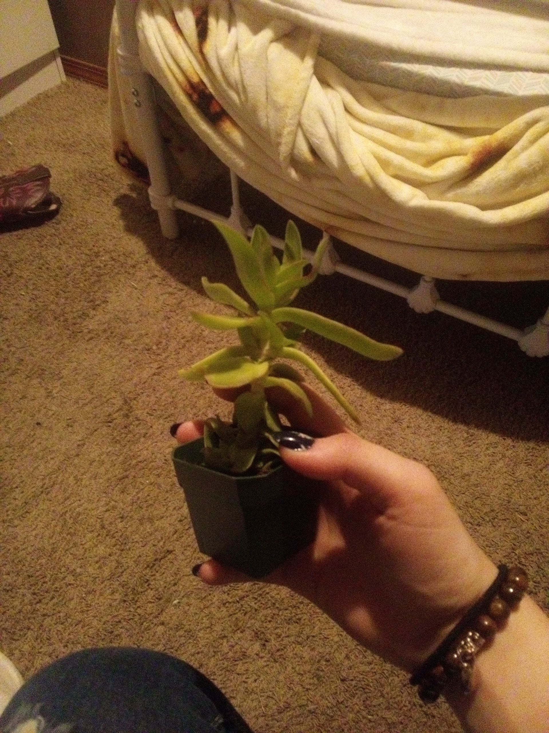 The Complete Crassula capitella 'Campfire' Plant Care Guide: Water ...