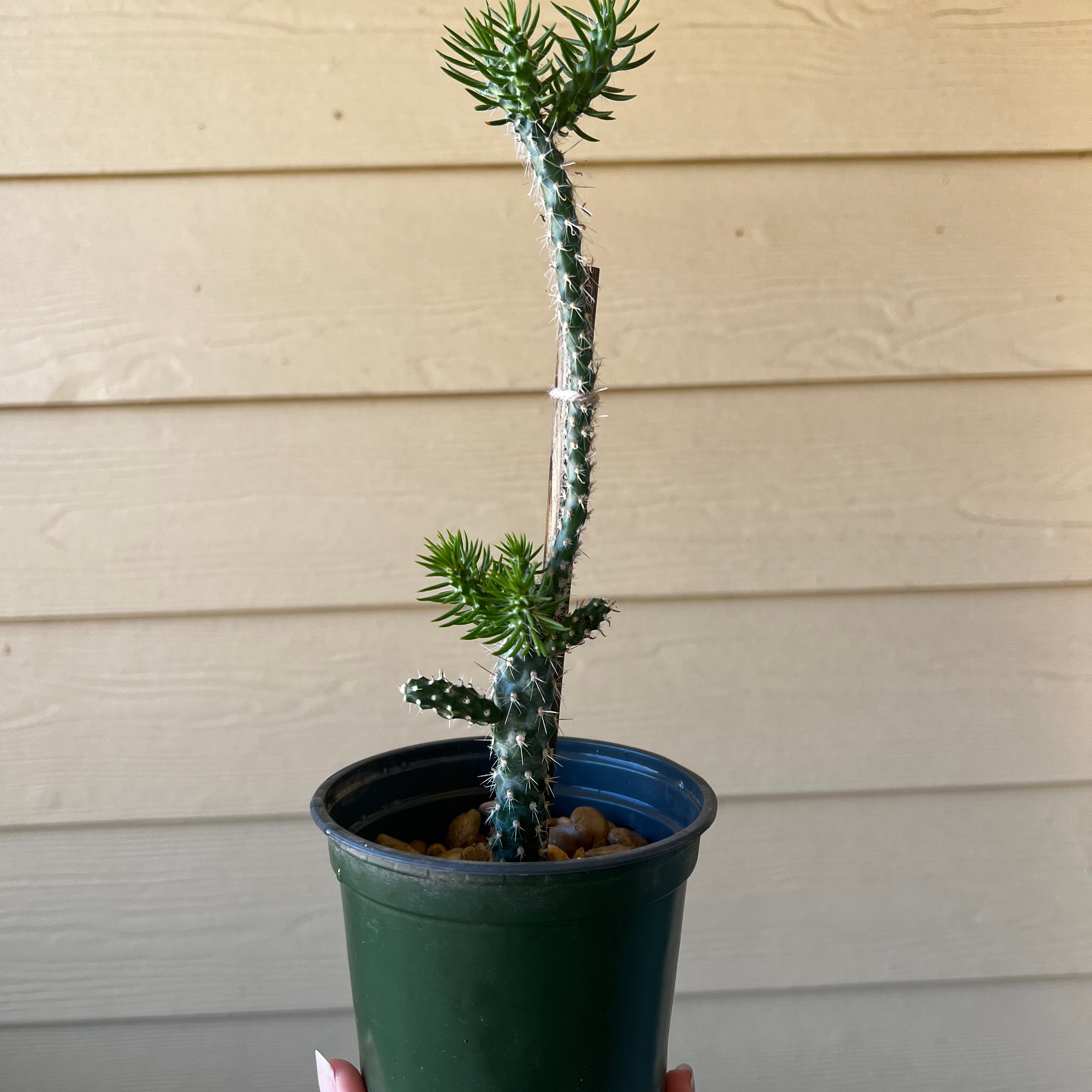 Why Are My Cane Cholla Leaves Curling?