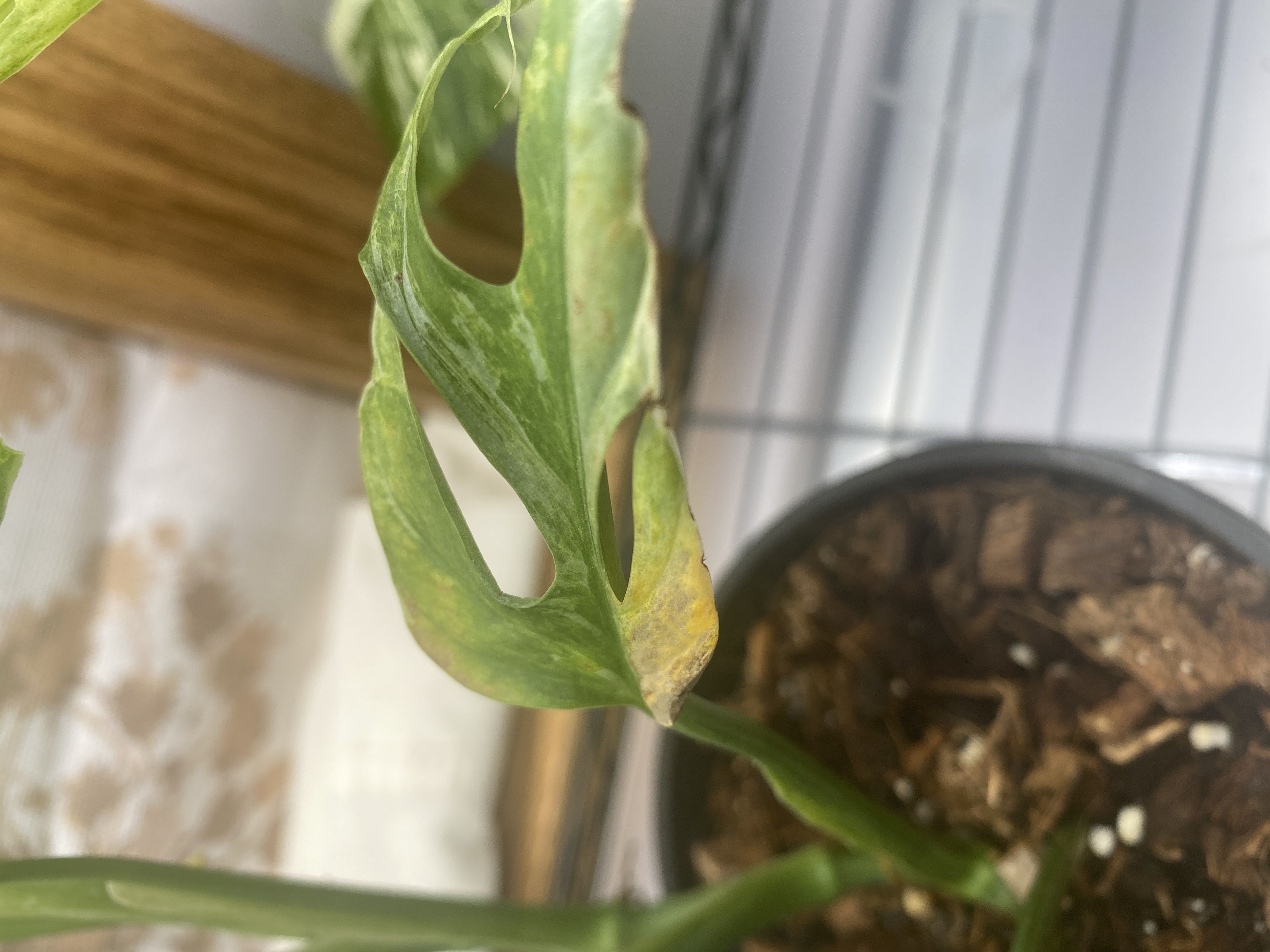Monstera Adansonii Variegated Plant Care: Water, Light, Nutrients ...
