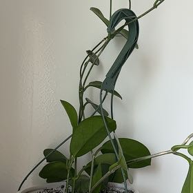 Lilo | A plant by @BestMitrealoe on Greg