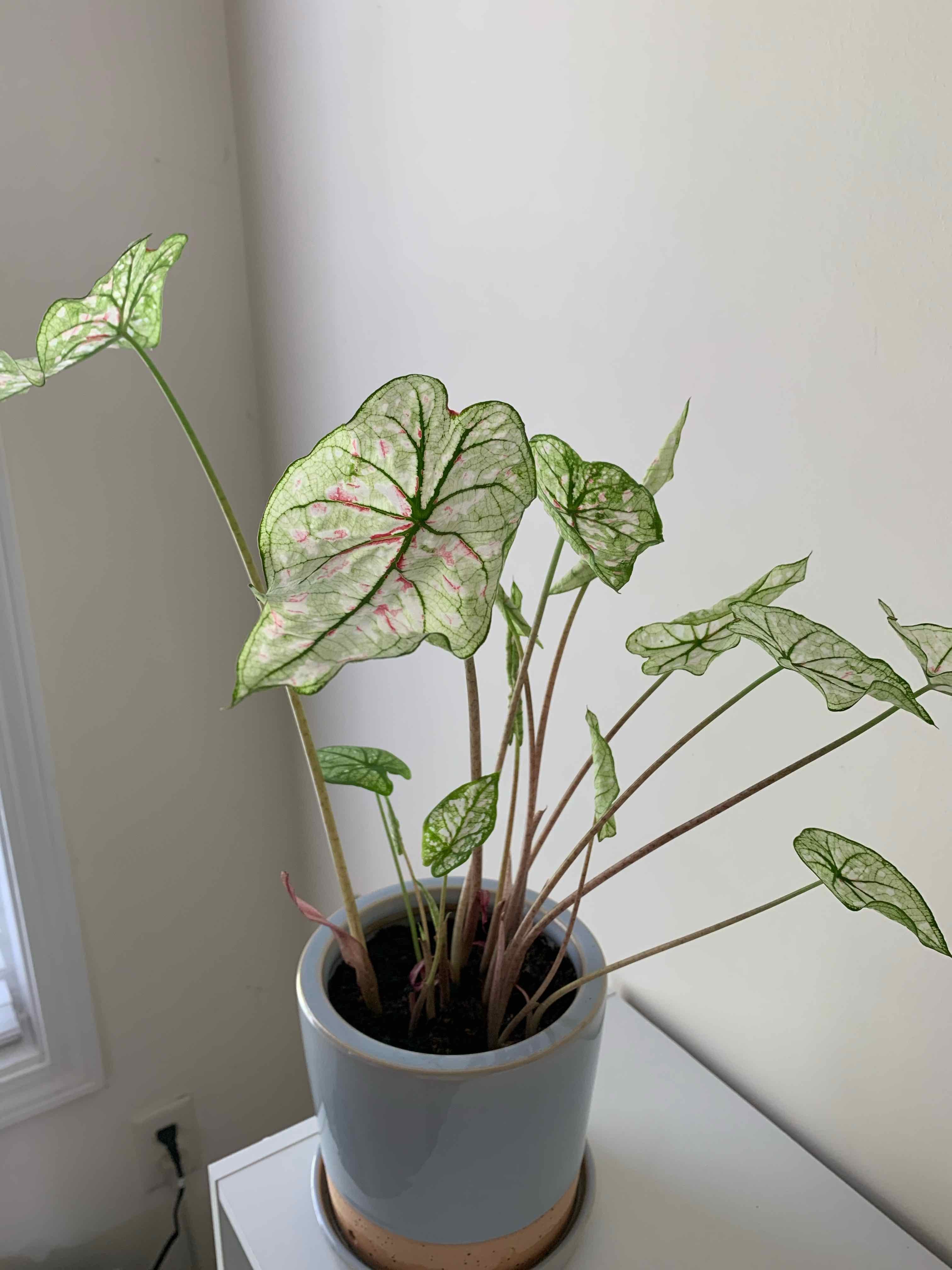 7 Types Of Caladium 'marie Moir' Worth Growing