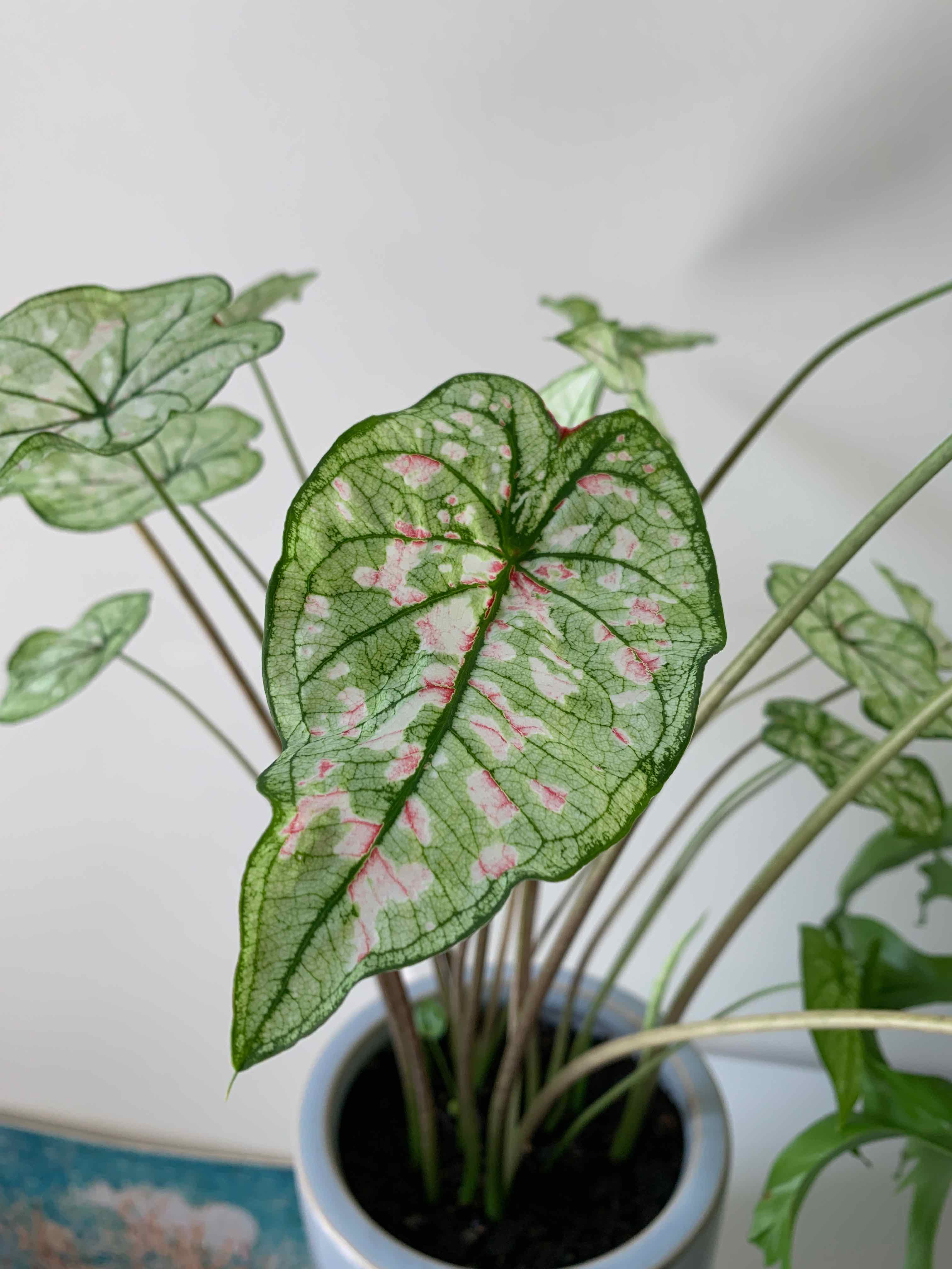 Why Are There Brown Spots on My Caladium 'Marie Moir'?