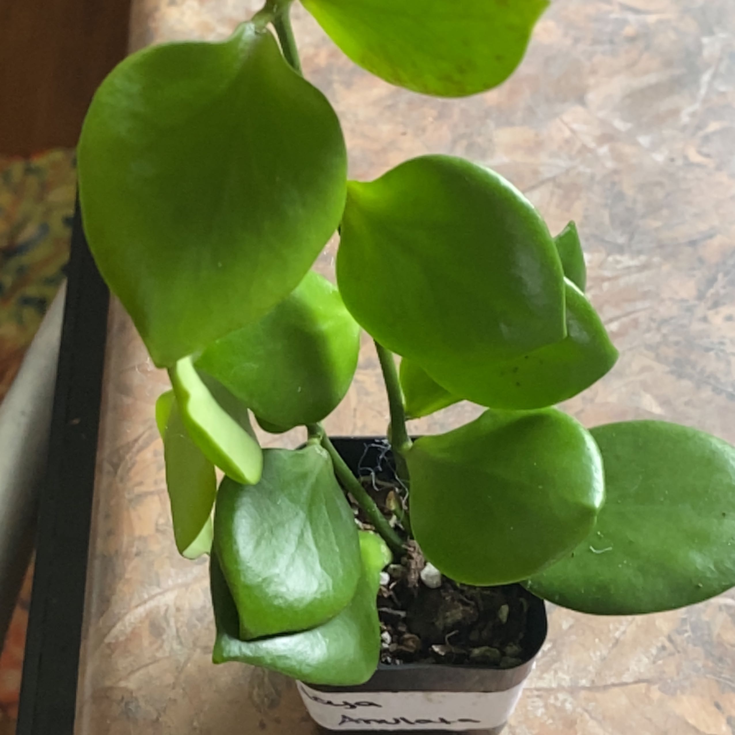 The Complete Hoya anulata Plant Care Guide: Water, Light & Beyond