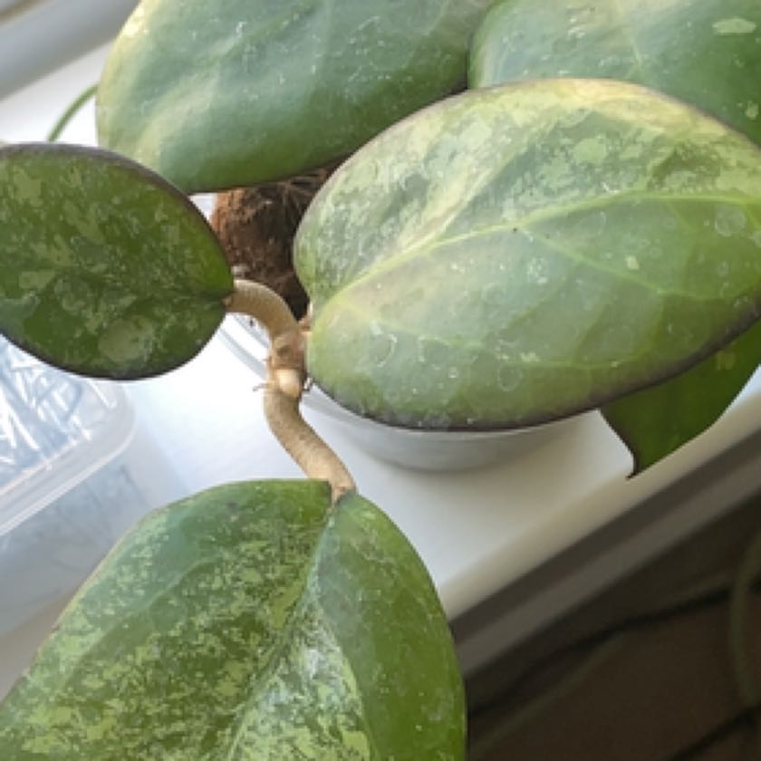 Hoya 'Joy' Care 101: Water, Light & Growing Tips