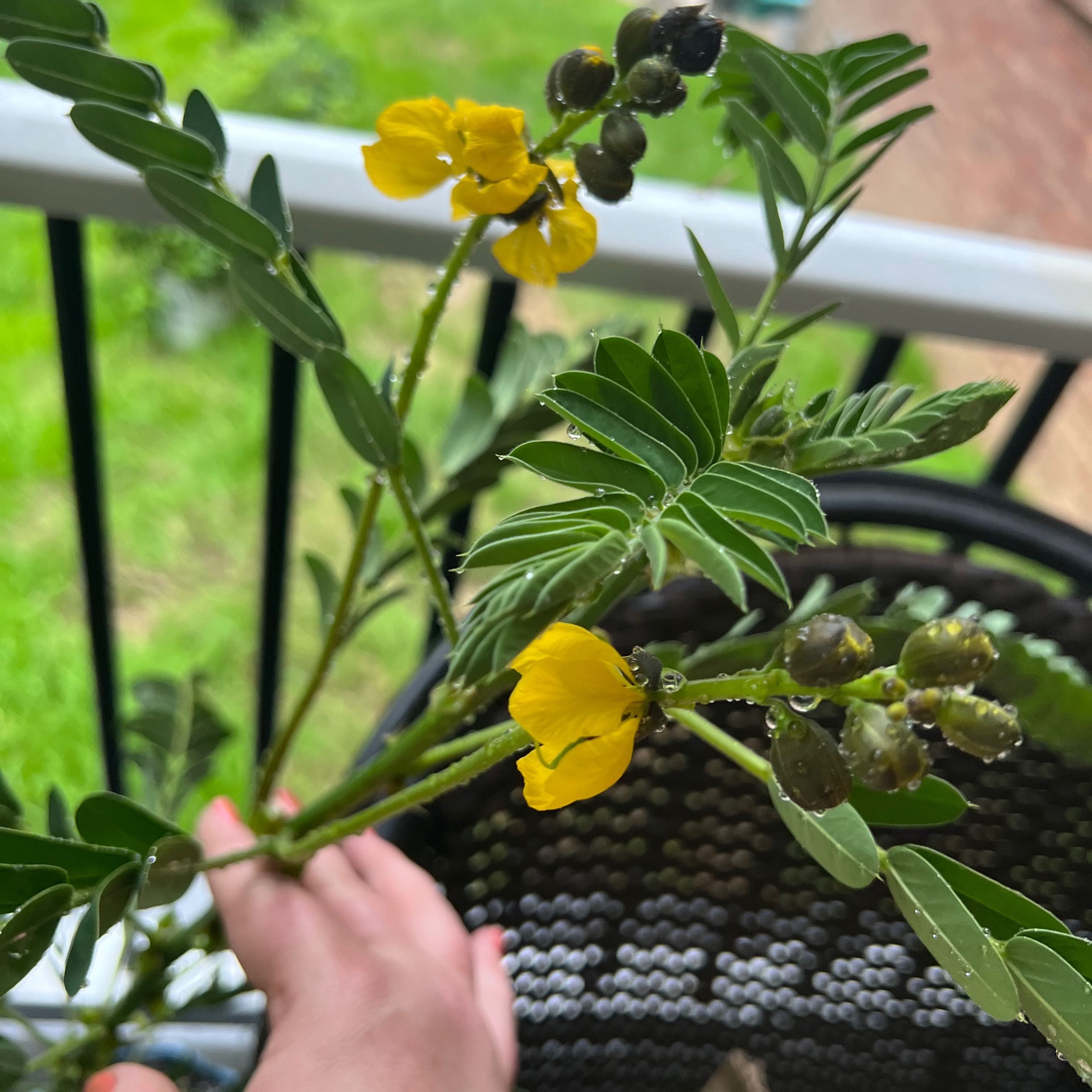 Symbolism and Benefits of the Sicklepod