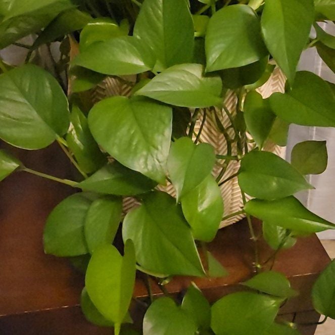 Jonah | A plant by @ZestfulApple on Greg