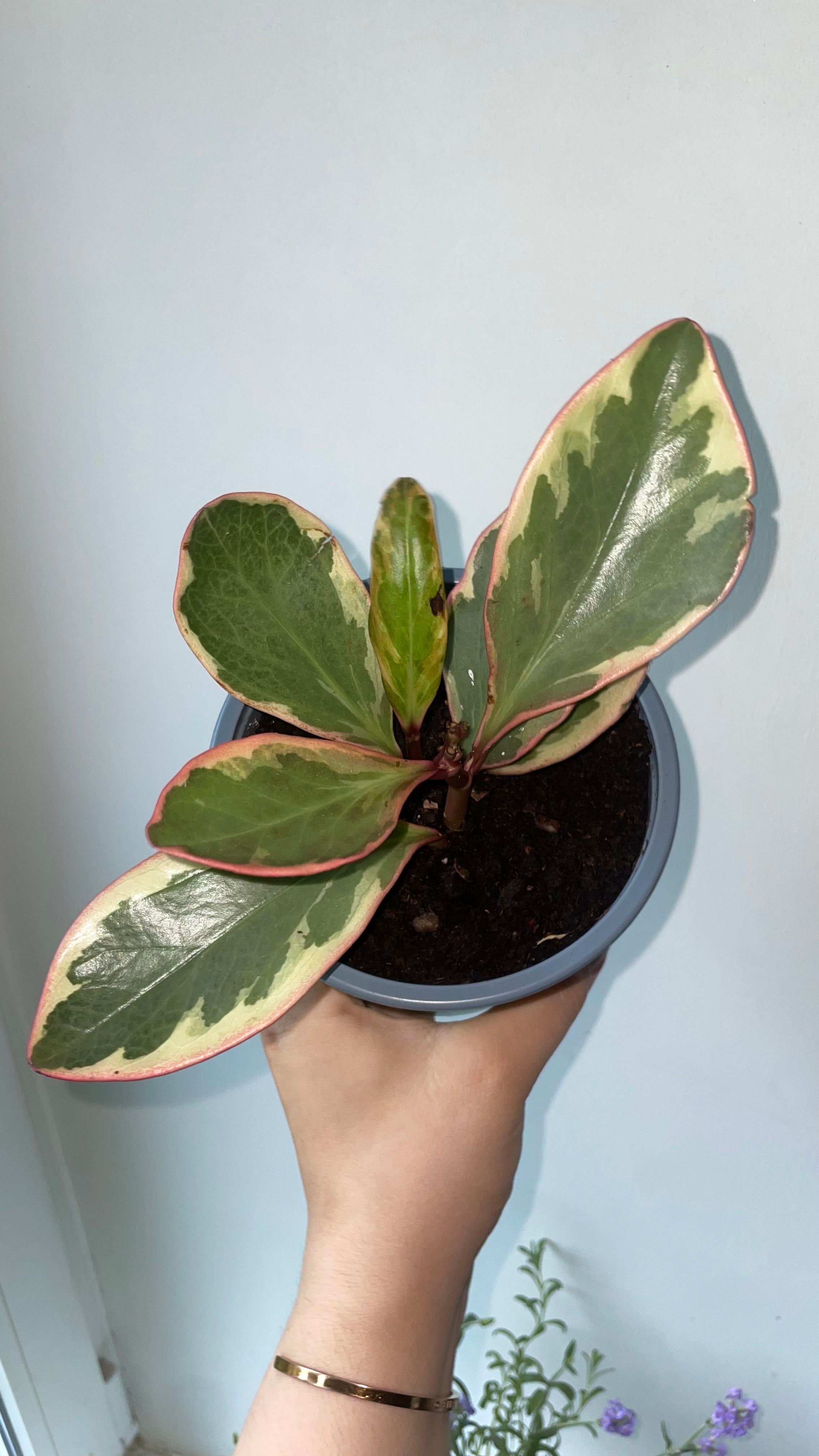 The Complete Jelly Plant Plant Care Guide: Water, Light & Beyond