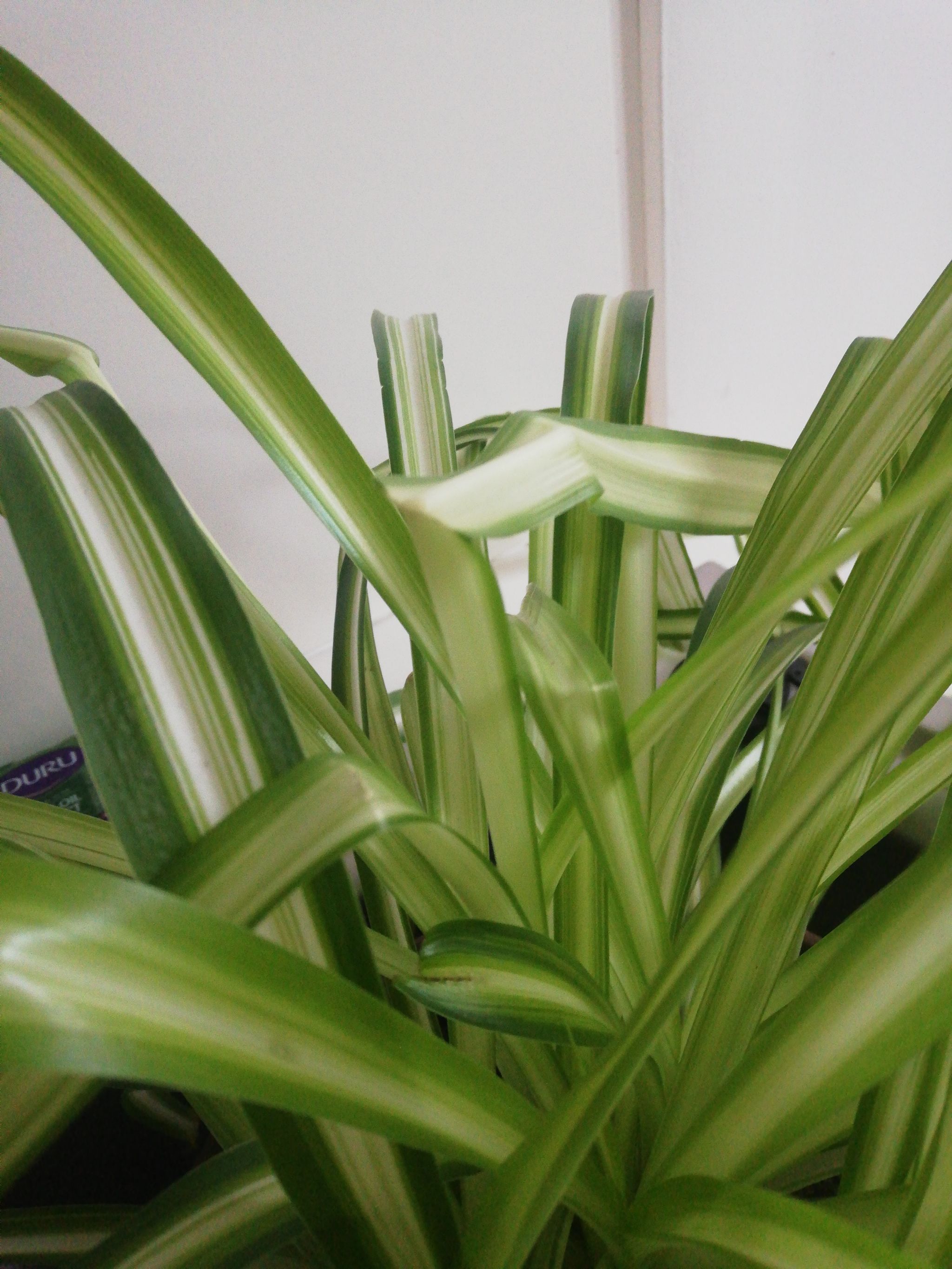 The Complete Spider Plant Plant Care Guide: Water, Light & Beyond