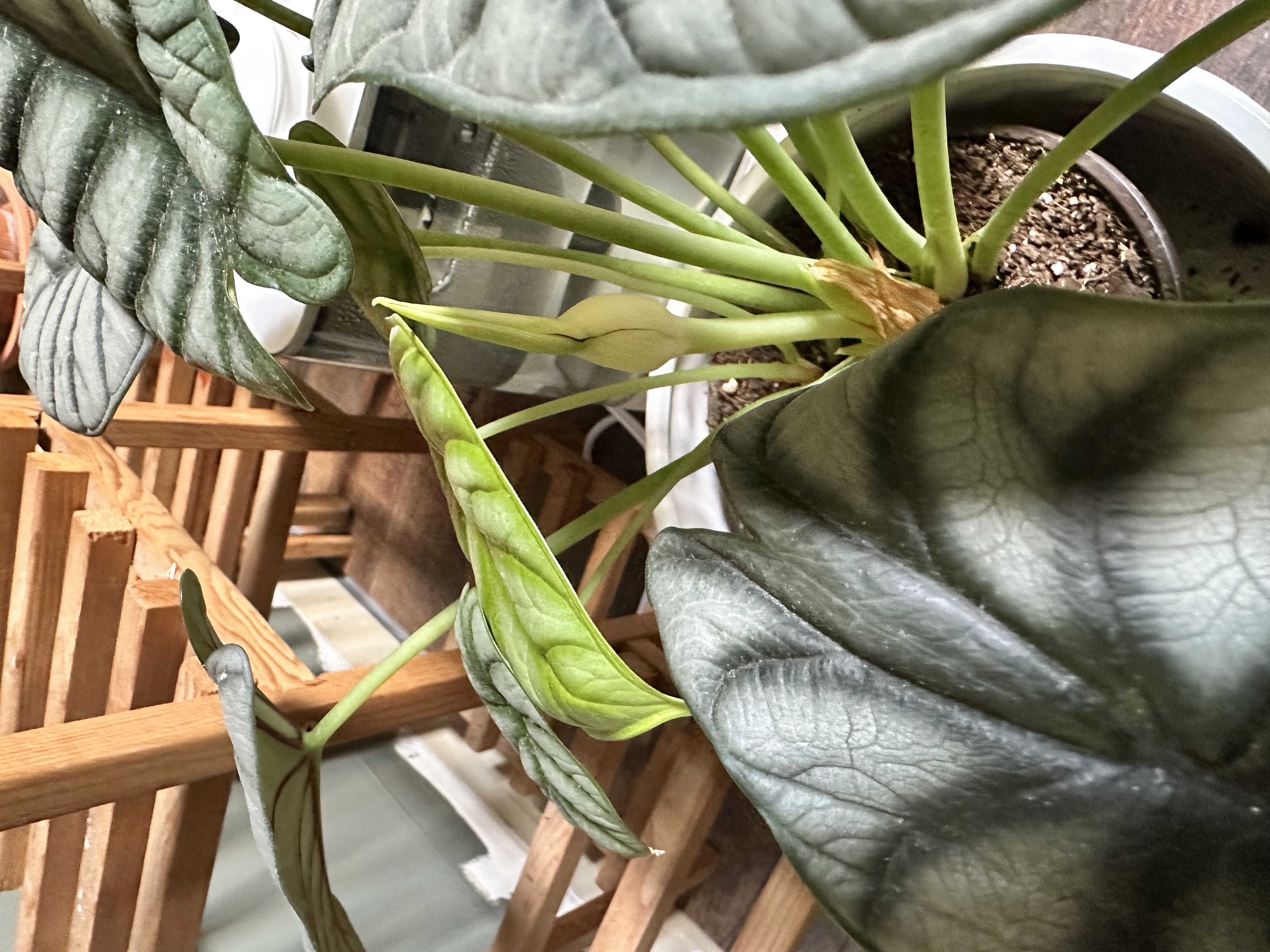 Should I let my Silver Dragon alocasia bloom?