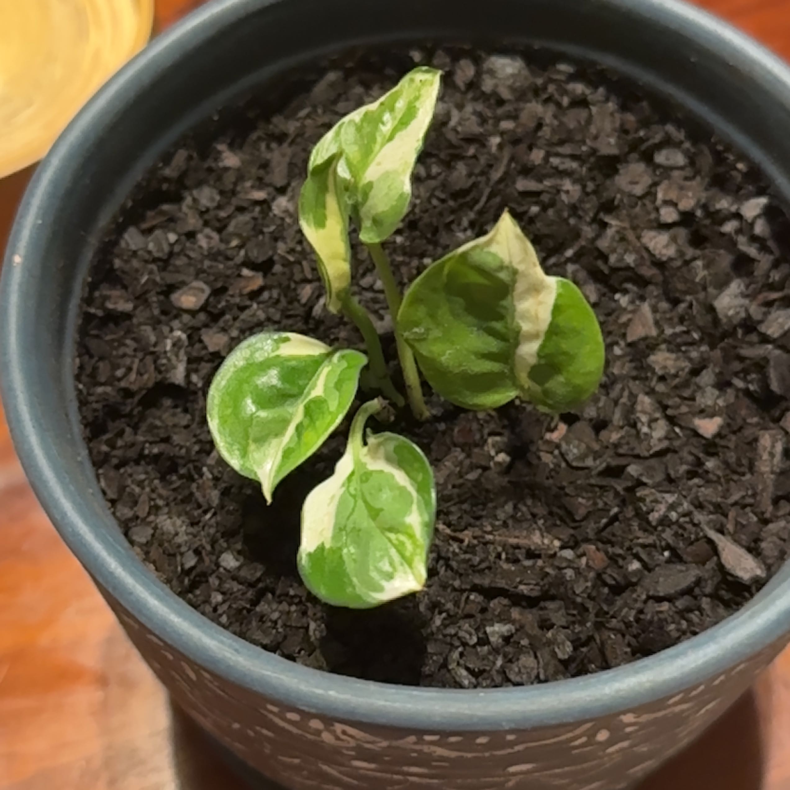 💩 Fertilizing Your Pothos N' Joy
