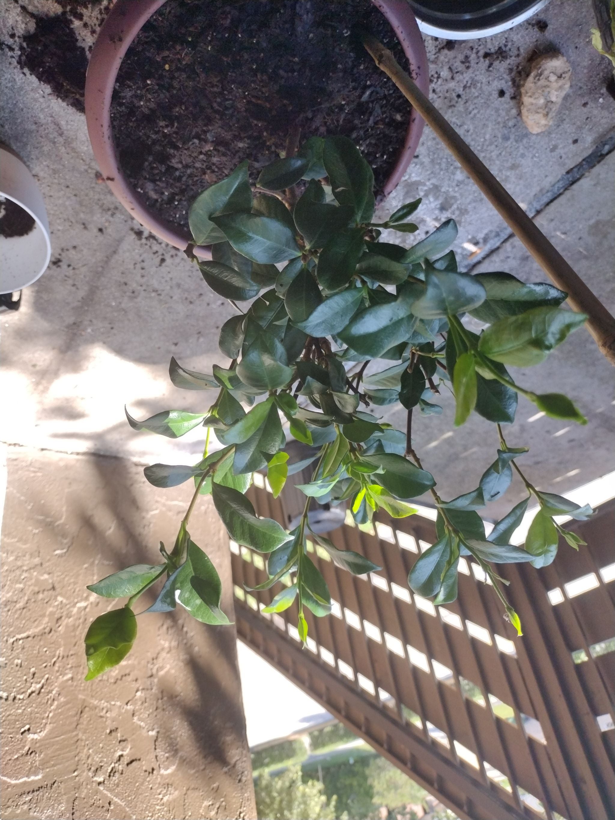 The Complete Asian Jasmine Plant Care Guide: Water, Light & Beyond