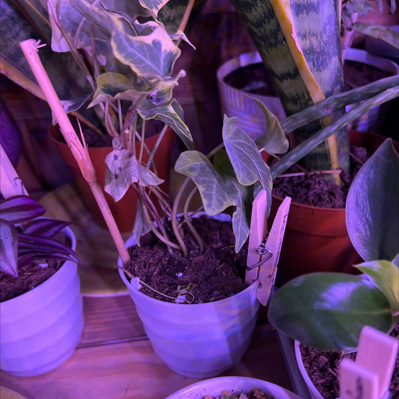 Why Are My English Ivy 'Goldchild' Leaves Turning Yellow?