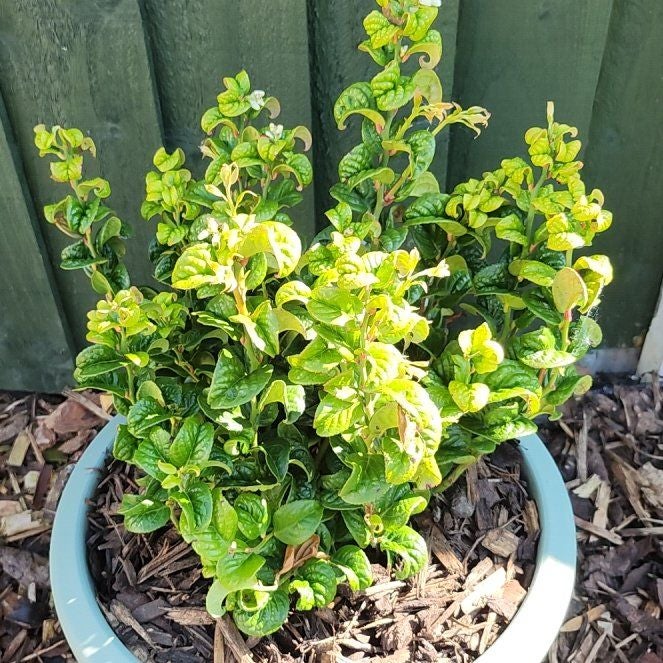 Swamp Dog-Laurel: How Much Water & Light Does it Need to Thrive?