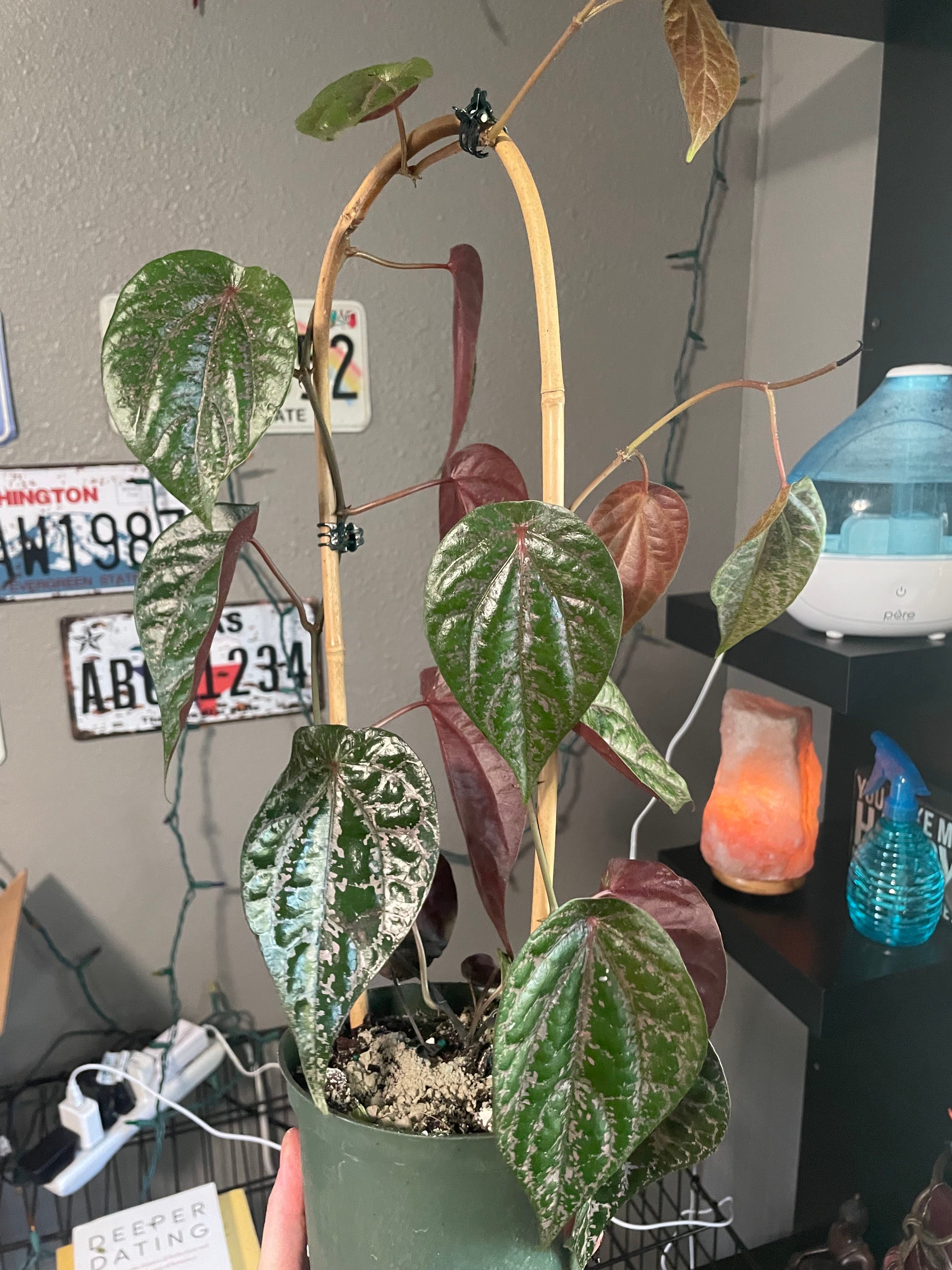 🌶️ 6 Do's and Don'ts of Growing Black Pepper