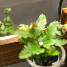 Huckleberry Fern | A plant by @MajorOrchids on Greg