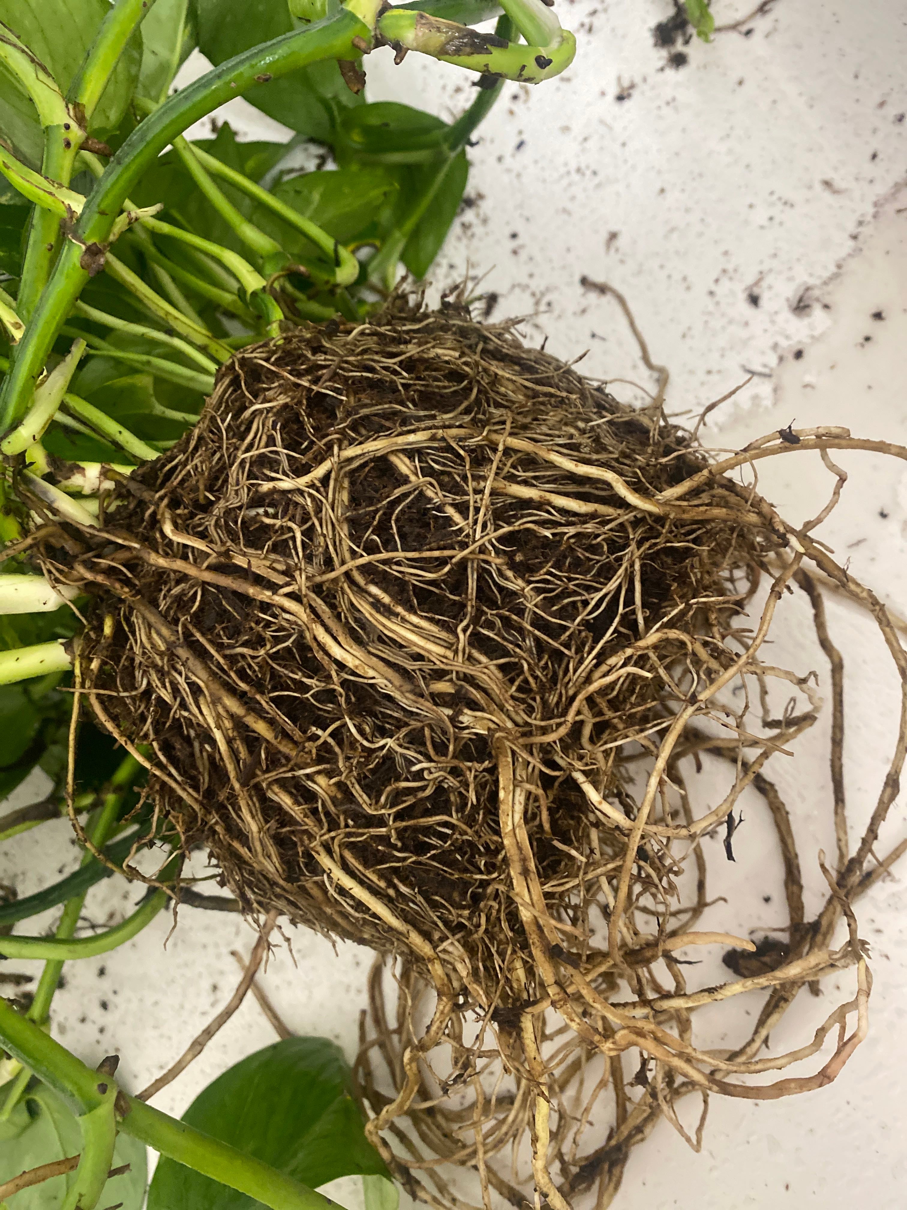 Struggling to separate root ball and soil