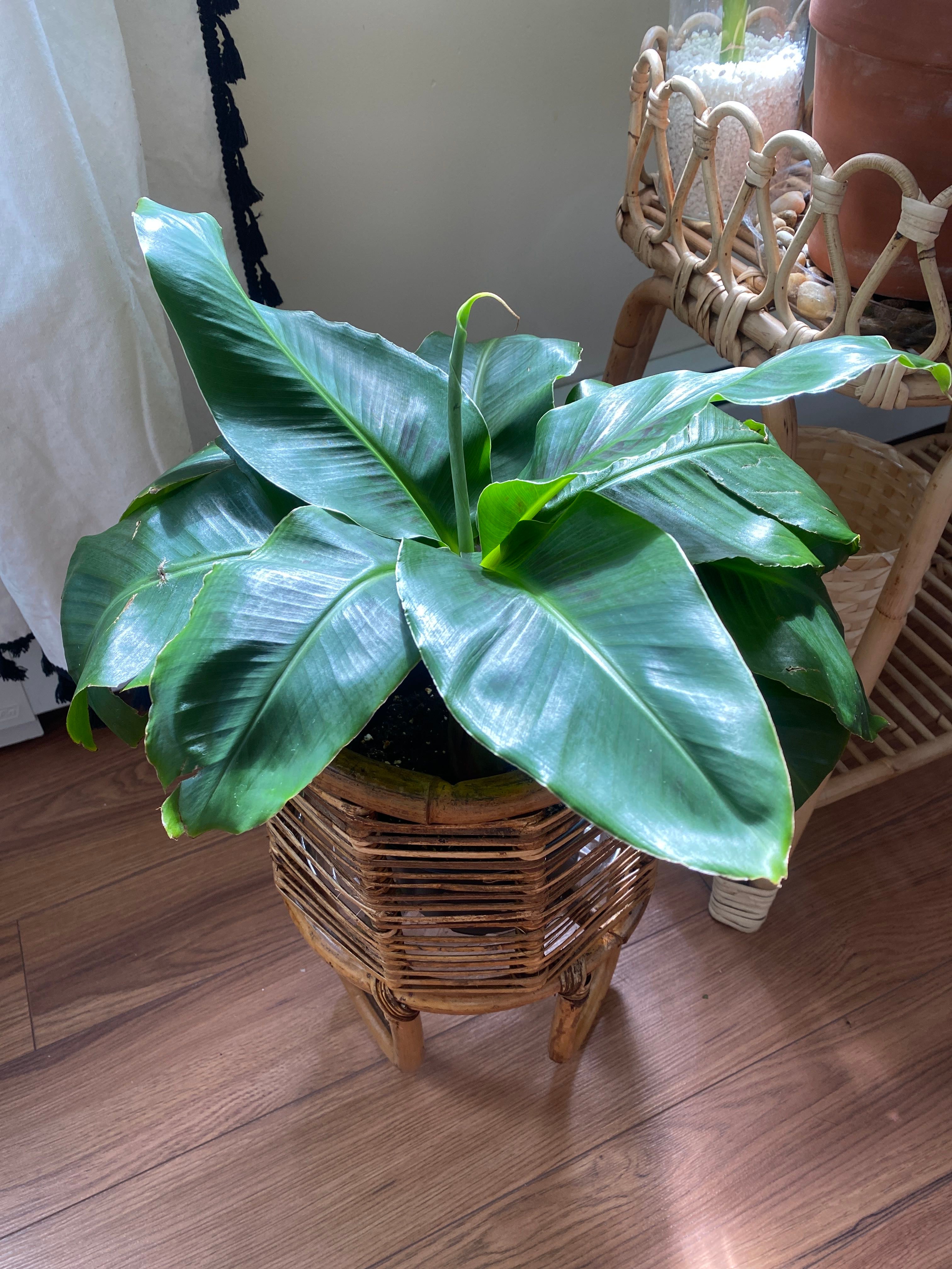 🍌 Propagating Your Banana: Step-by-step Guide